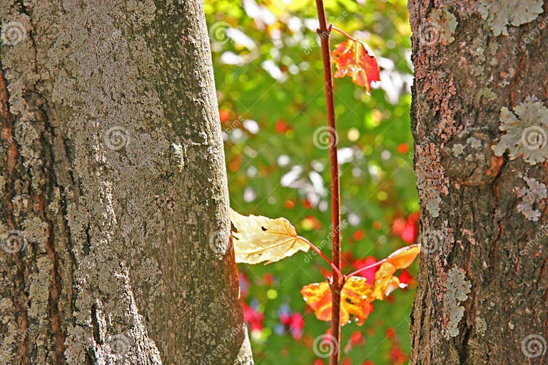 Foliage stock image. Image of nature, foliage, landscape - 4089809