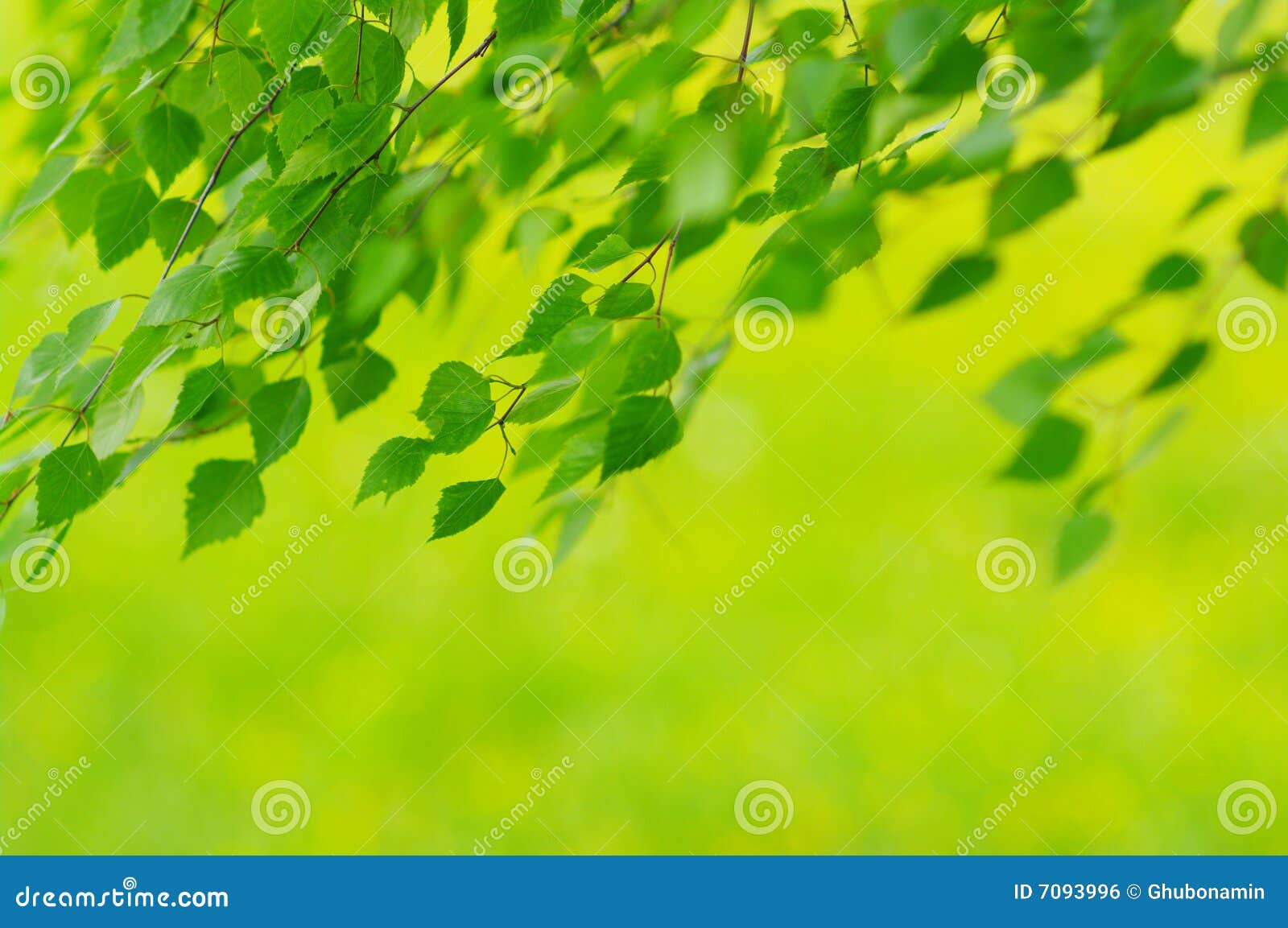 Foliage stock photo. Image of branches, leaves, environment - 7093996