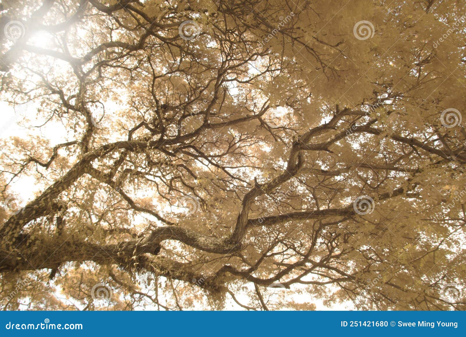 Foliage above the tree top stock photo. Image of countryside - 251421680