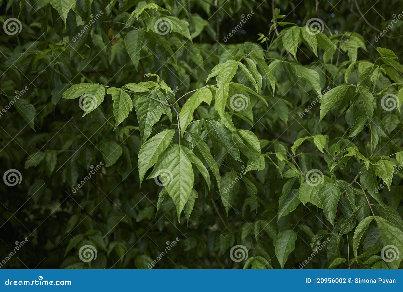 Leaves of Acer Negundo Tree Stock Photo - Image of tree, branch: 120956002