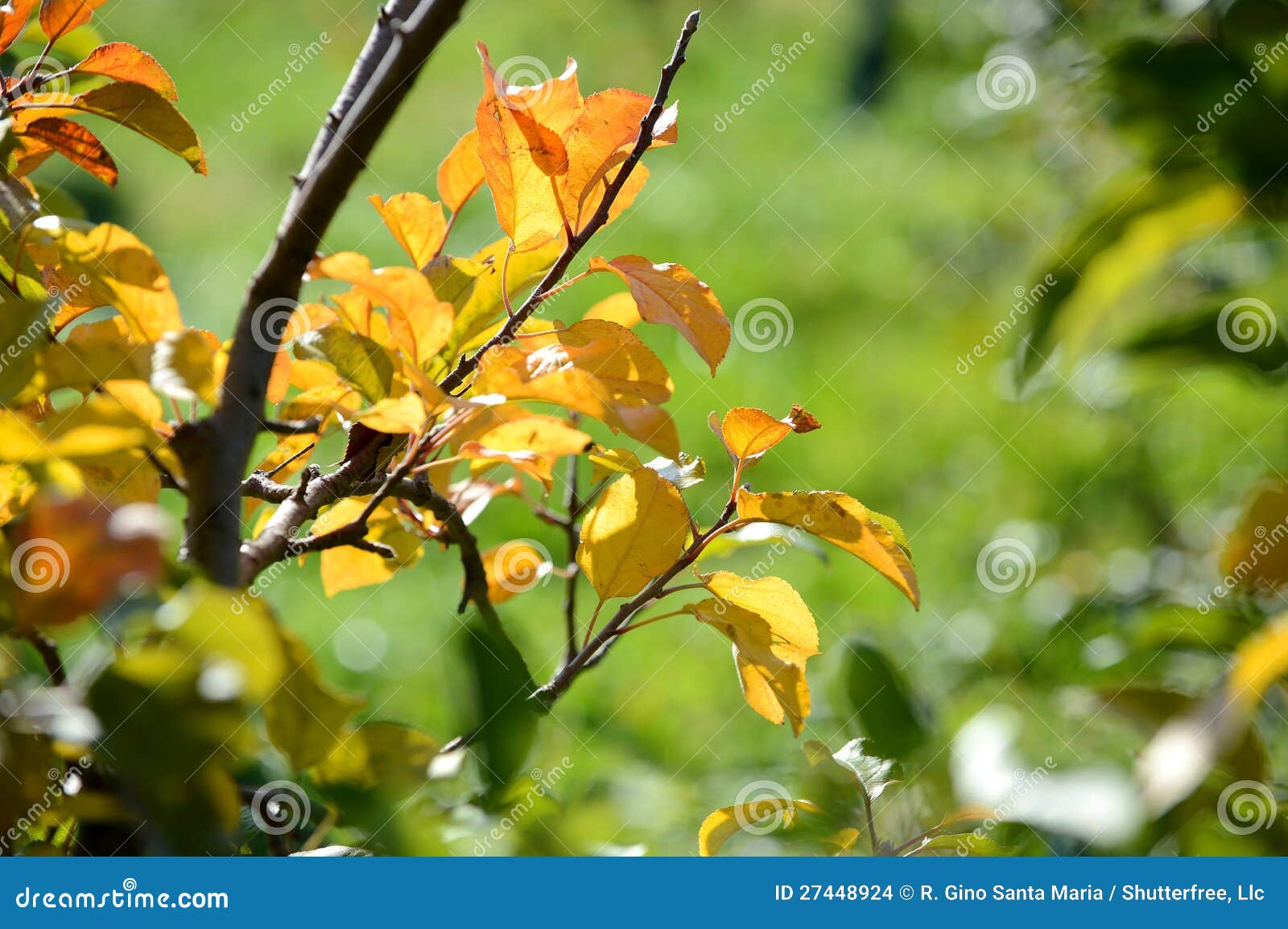 Foliage of Apple Tree in the Fall Stock Photo - Image of nature, blur ...