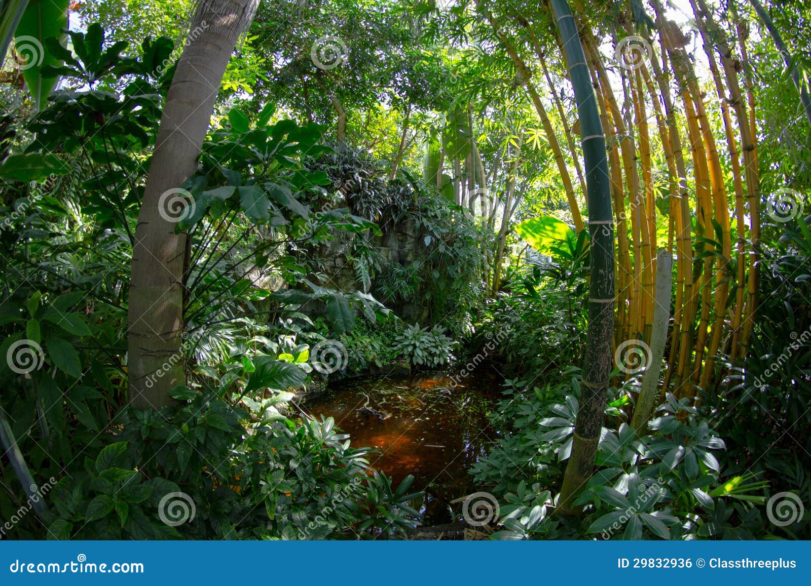 Bamboo and pond stock photo. Image of beautiful, dense - 29832936
