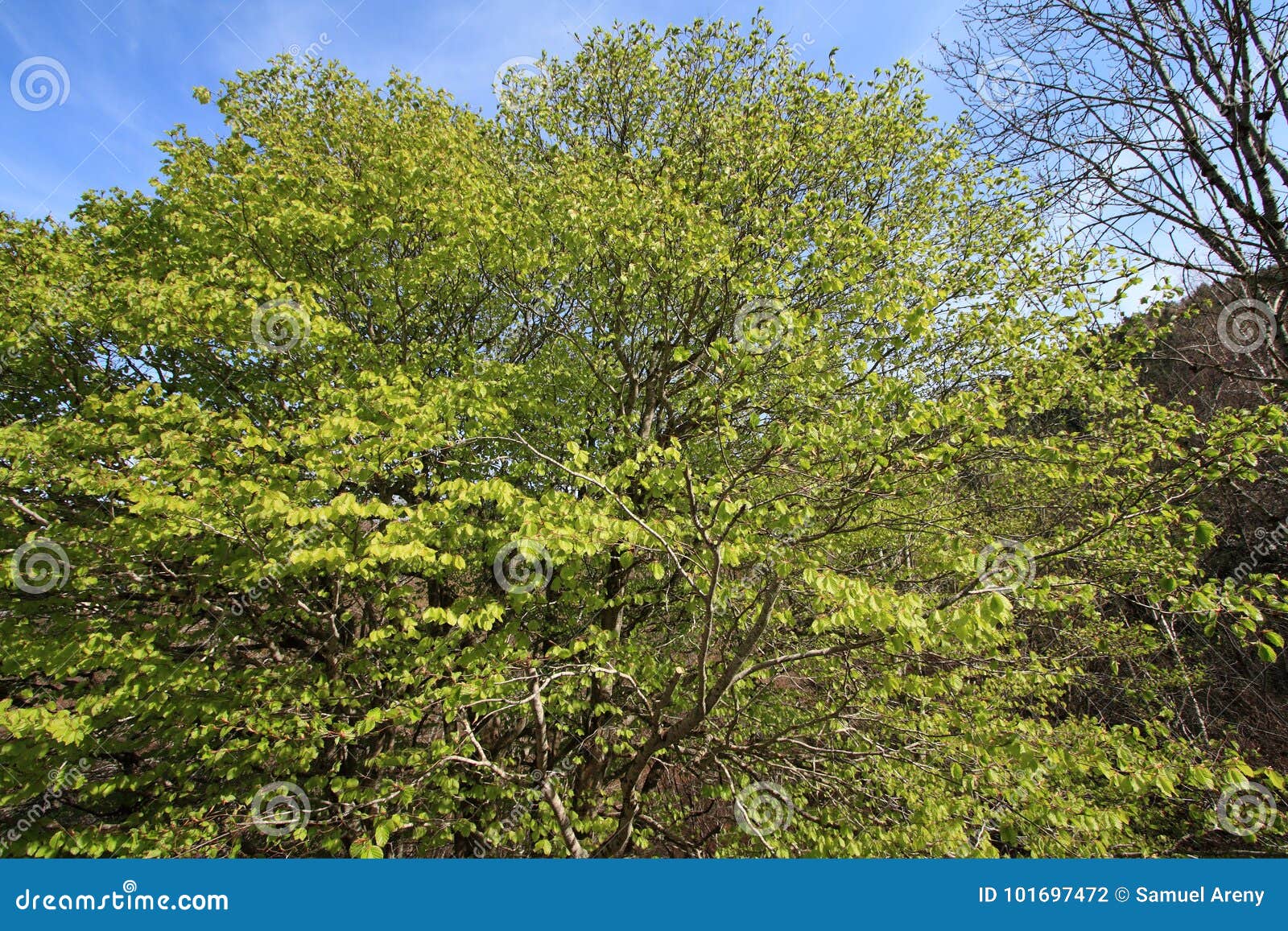 Foliage of Beech Tree in Spring Stock Photo - Image of landscape ...