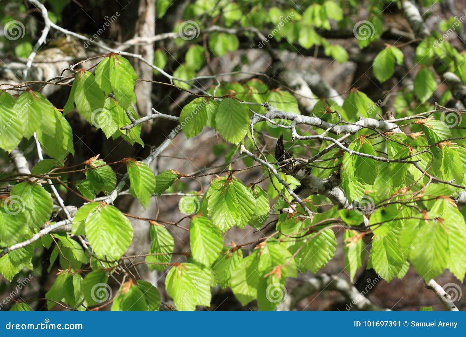 Foliage of Beech Tree in Spring Stock Image - Image of biodiversity ...