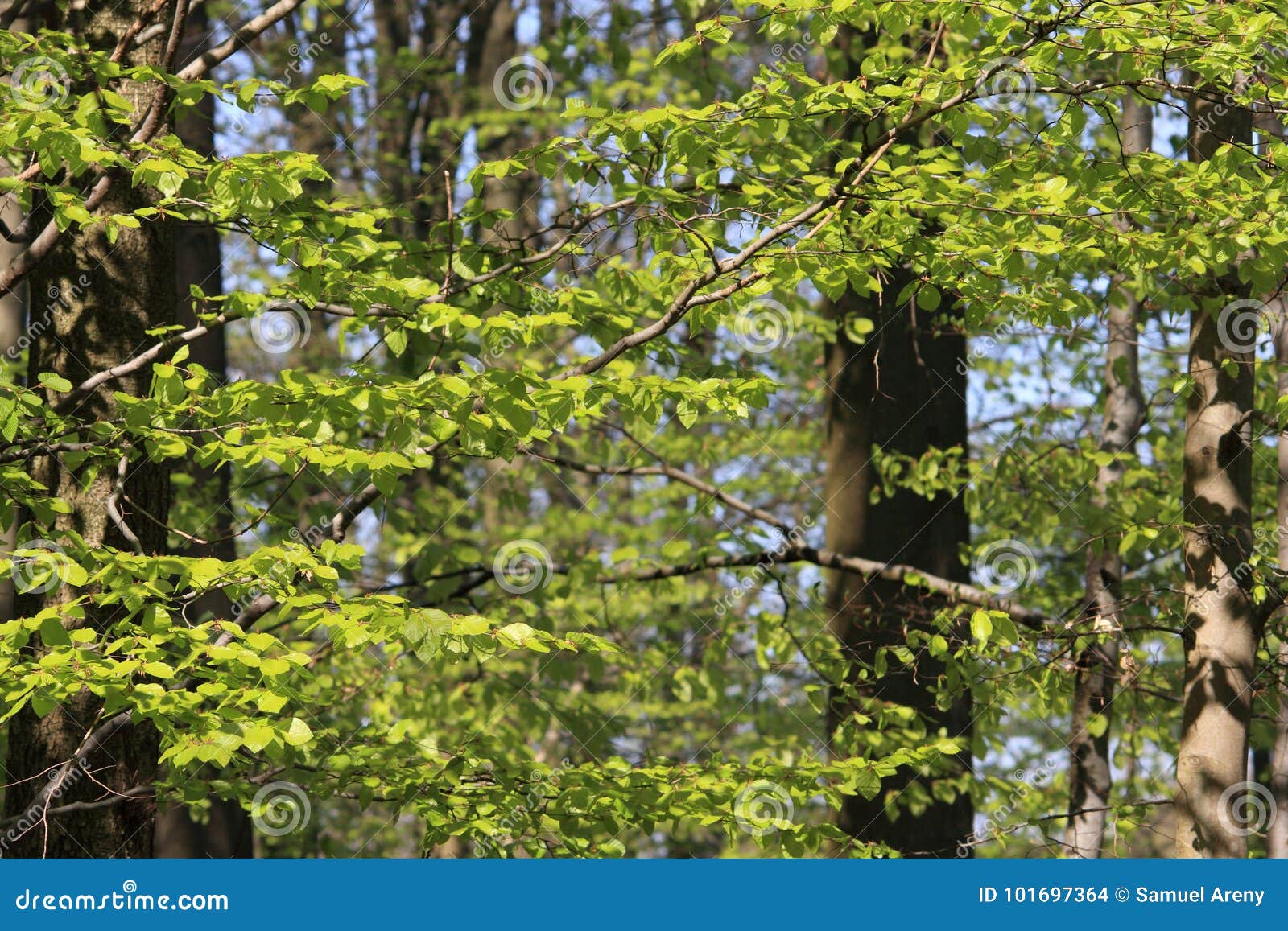 Foliage of Beech Tree in Spring Stock Photo - Image of europe, spring ...