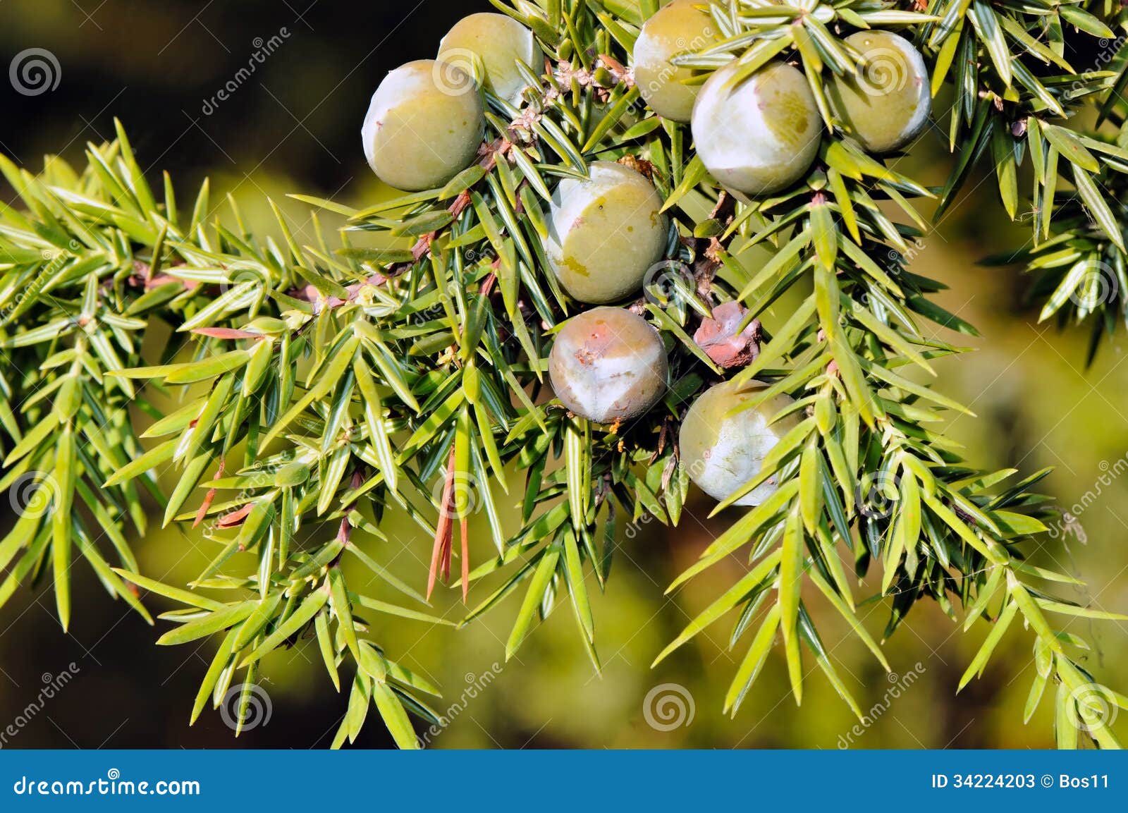 Foliage and Berries of Common Juniper (Juniperus Communis) Stock Image ...