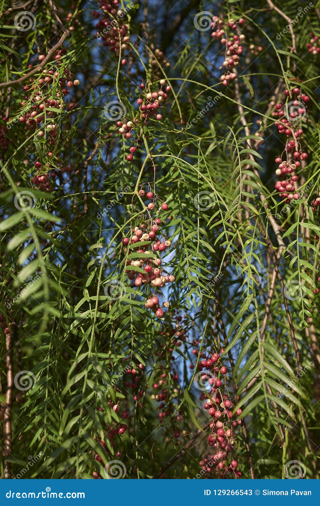 Branch with Pink Fruit of Schinus Molle Tree Stock Image - Image of ...