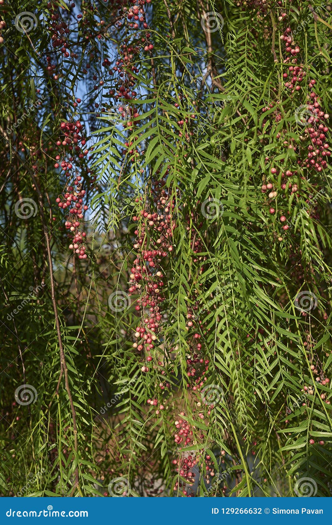 Branch with Pink Fruit of Schinus Molle Tree Stock Photo - Image of ...