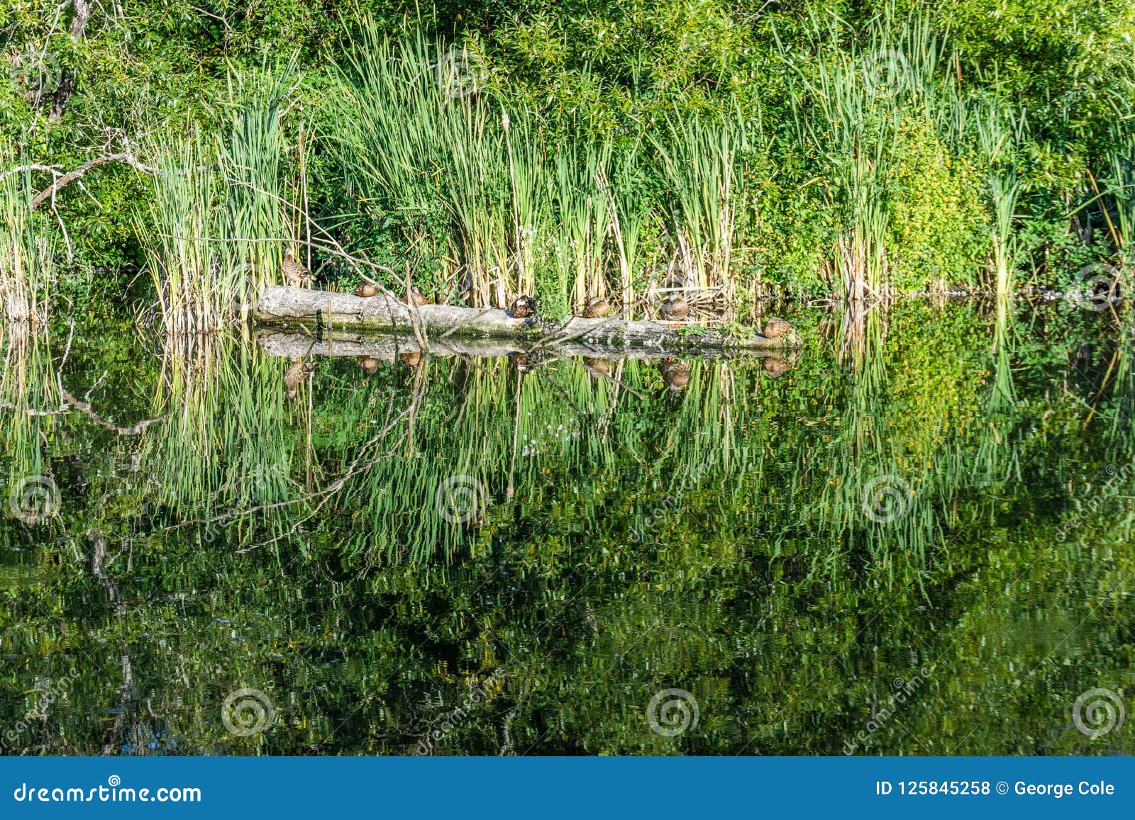 Extreme Pond Reflections 3 stock photo. Image of flora - 125845258