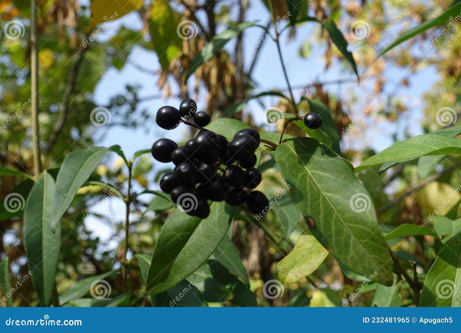 Black Ligustrum Lucidum Berries Royalty-Free Stock Photography ...