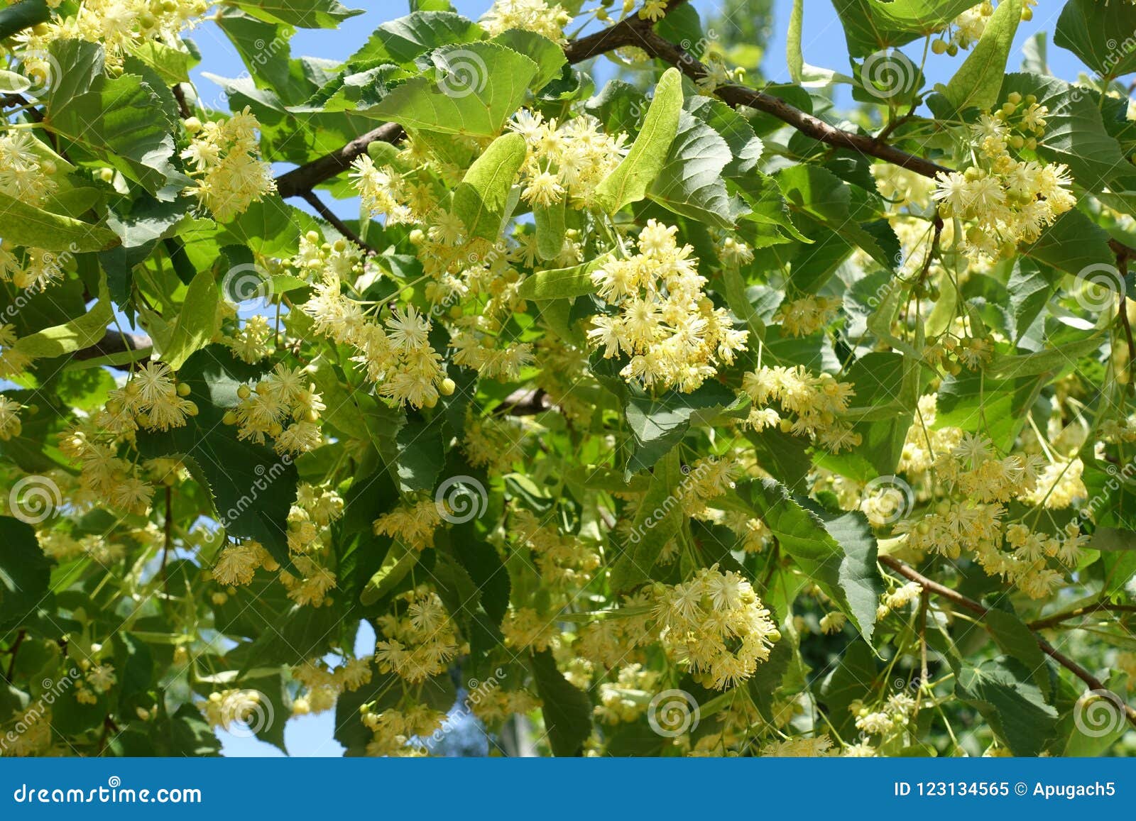 Foliage and Blossom of Linden in June Stock Image - Image of hybrid ...