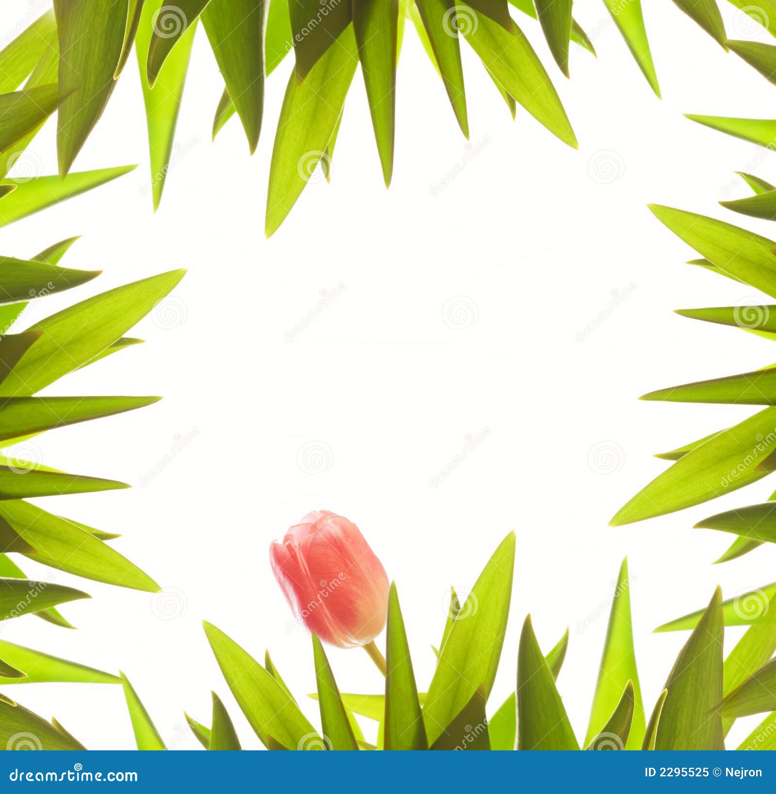 Foliage border stock image. Image of bright, bloom, copy - 2295525