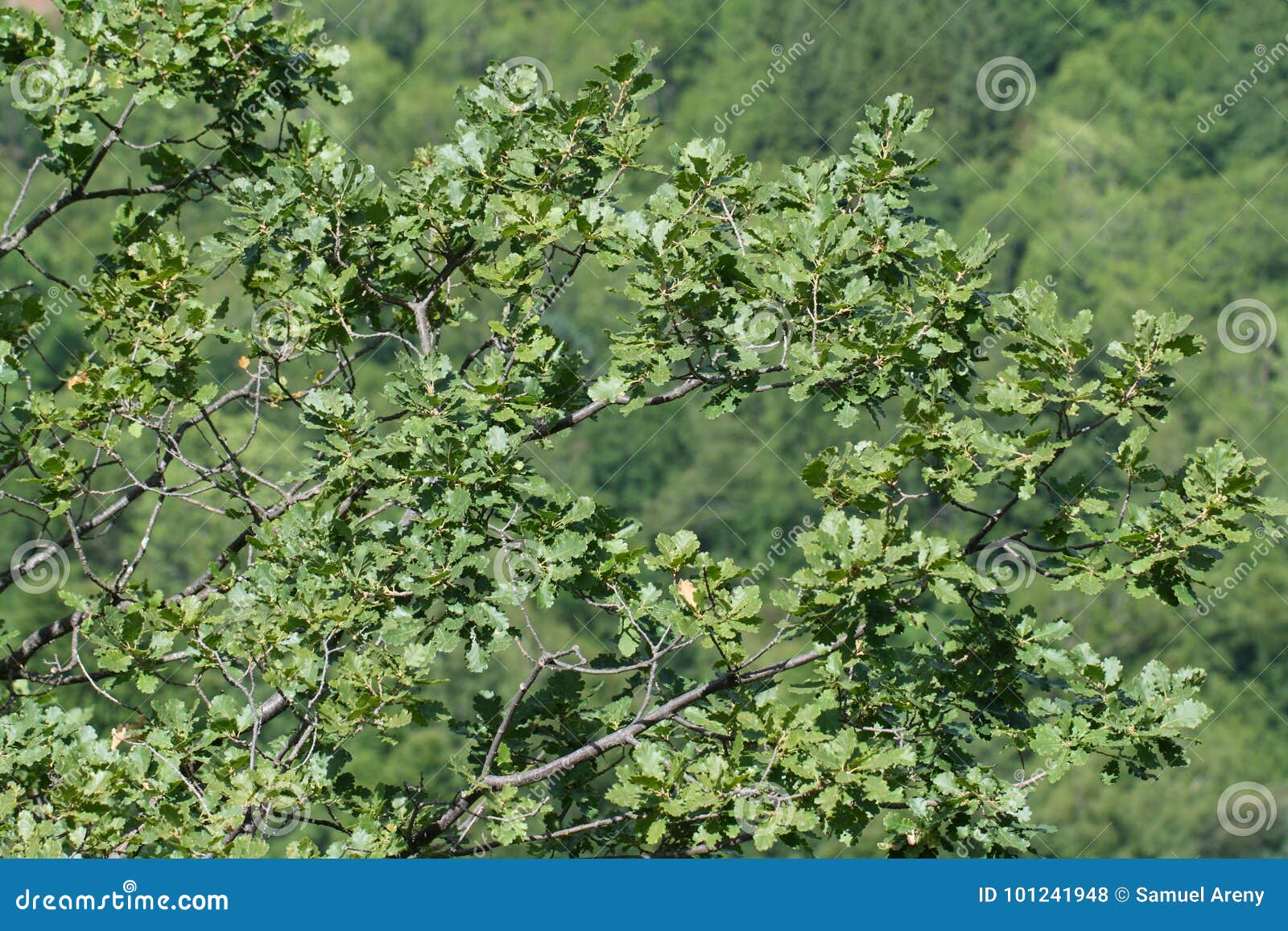 Foliage and Branch of Pubescent Oak Tree in Spring Stock Photo - Image ...