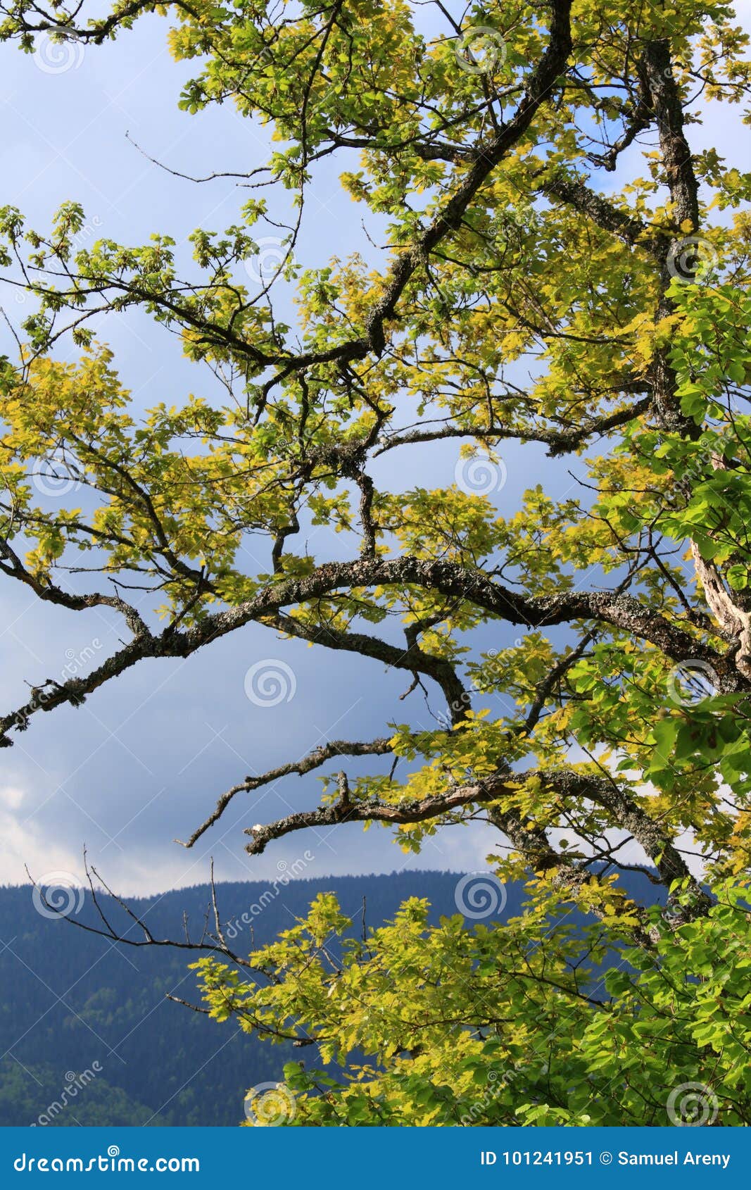 Foliage and Branch of Pubescent Oak Tree in Spring Stock Image - Image ...