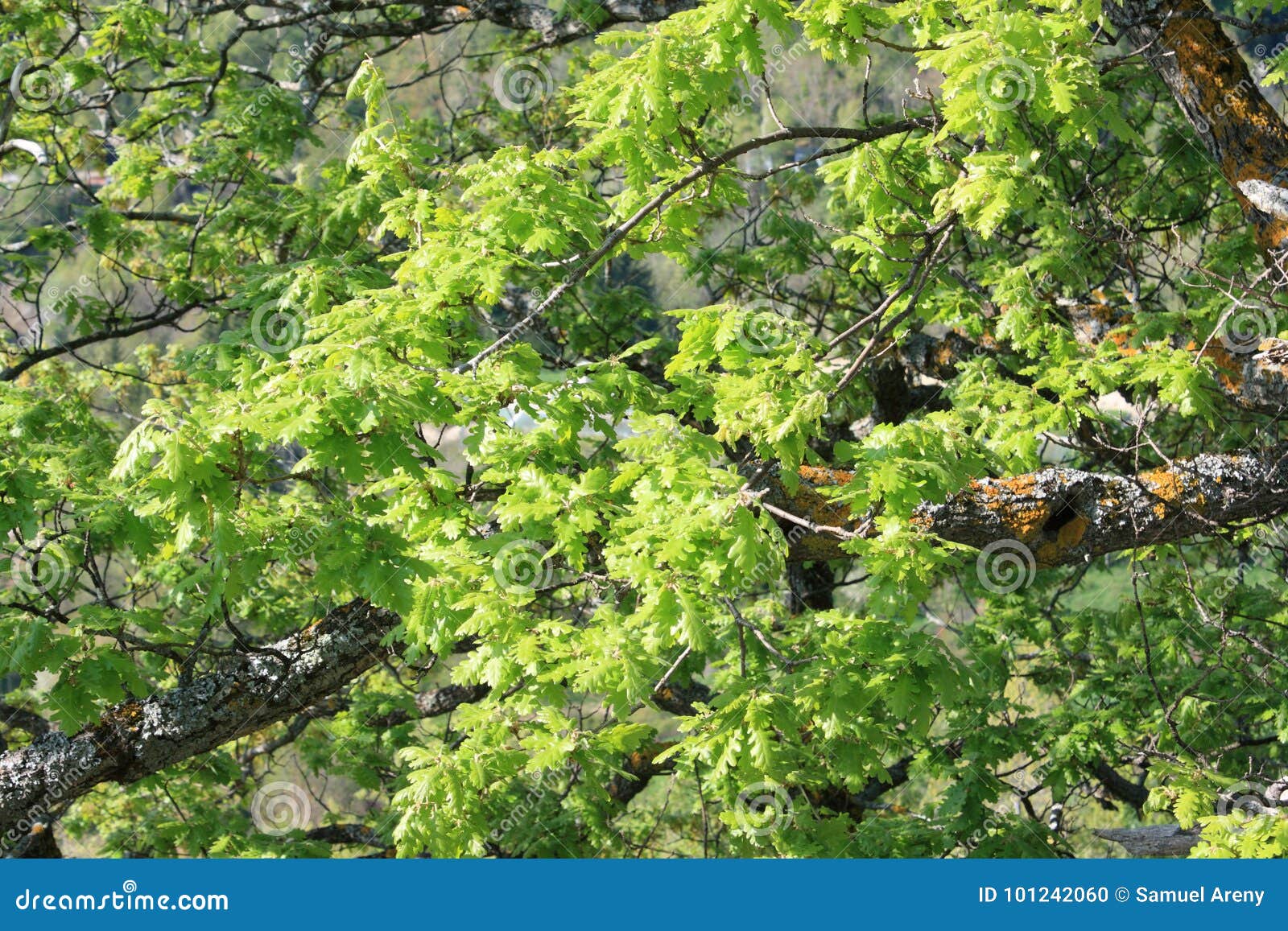 Foliage and Branch of Pubescent Oak Tree in Spring Stock Photo - Image ...