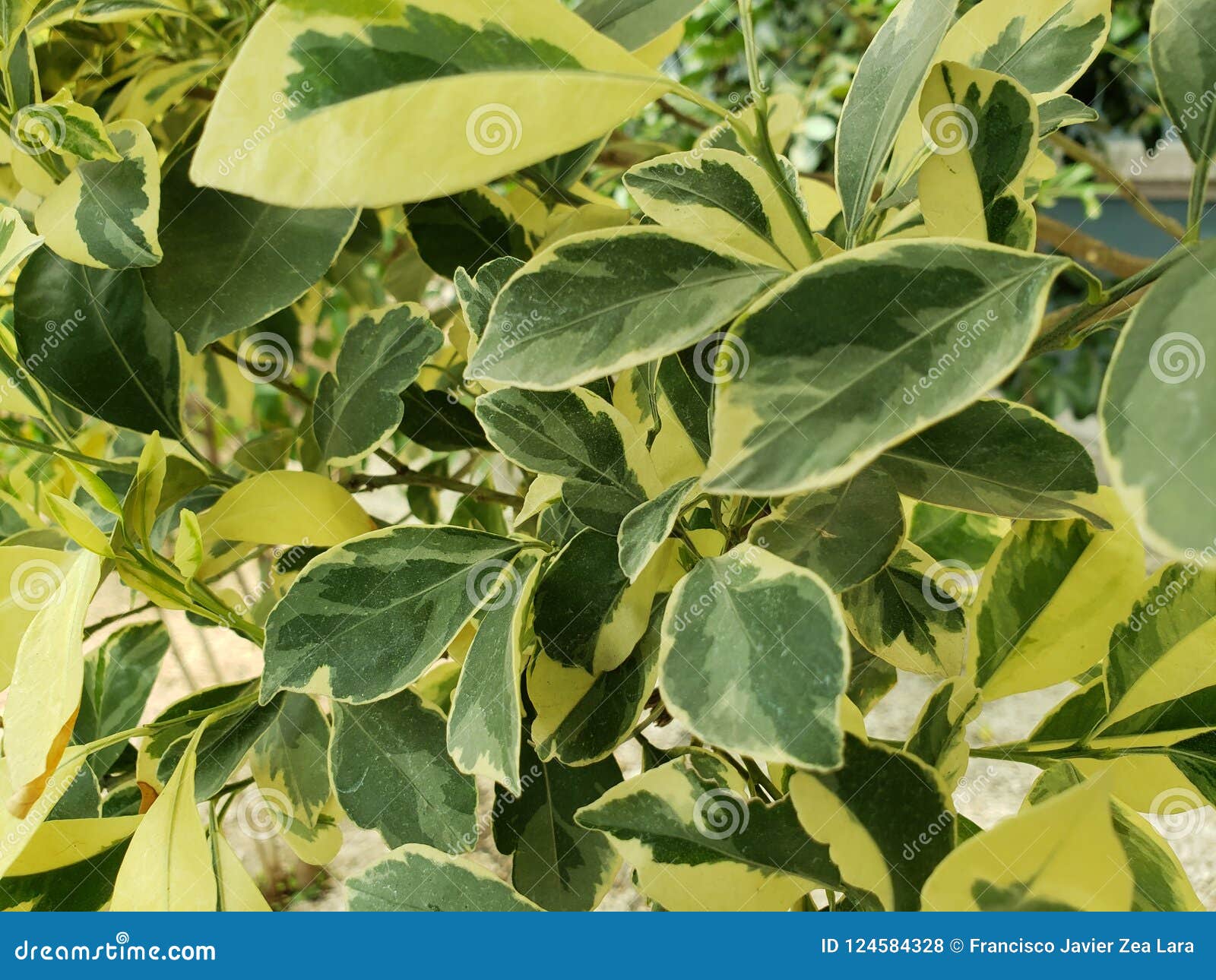 Foliage in the Branches of a Green Leafy Tree with Yellow in Summer ...