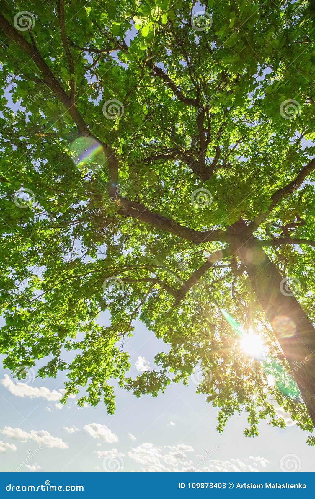 A Huge Oak Tree with Sun in the Branches Stock Image - Image of bright ...