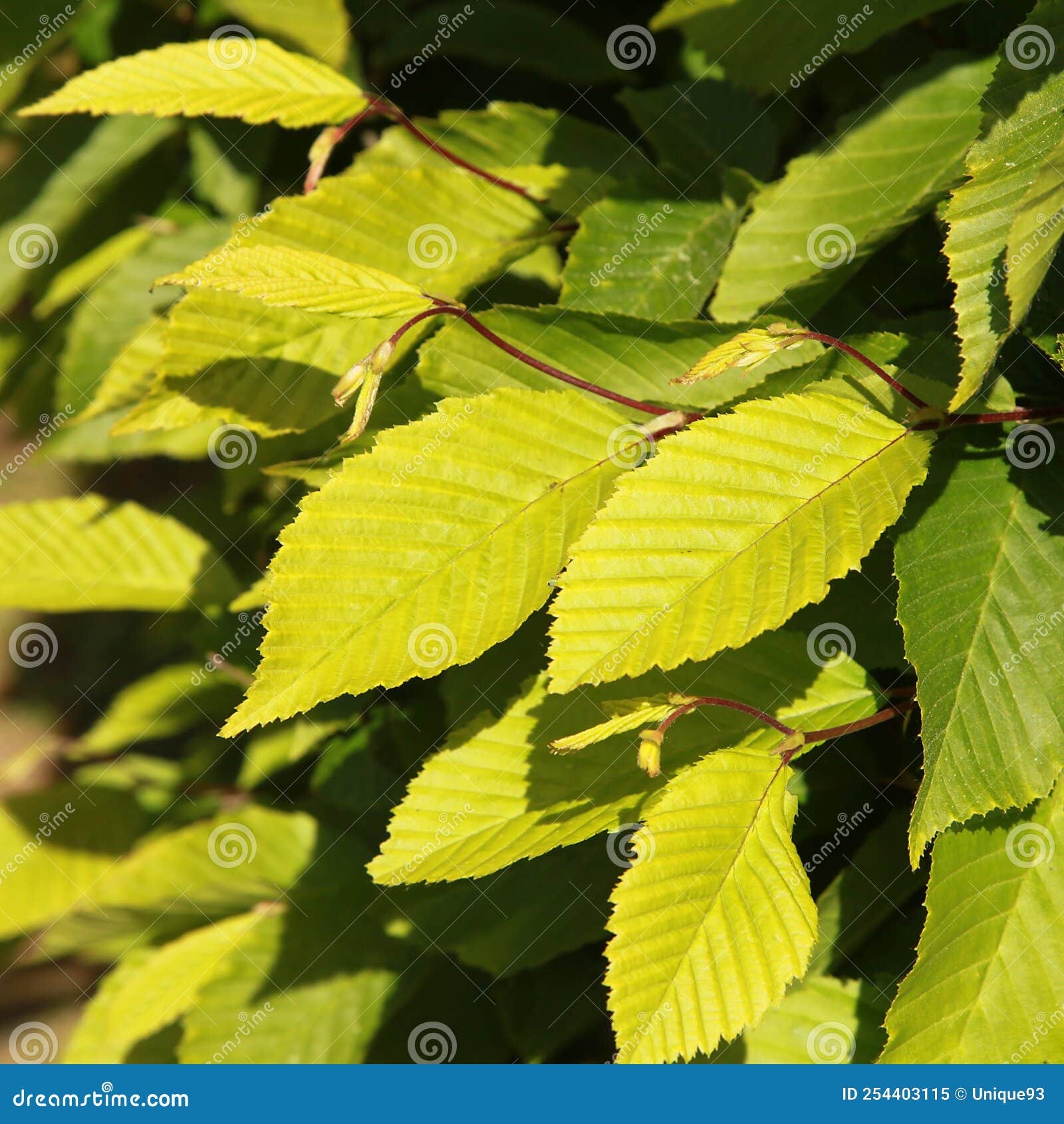Foliage of a Carpinus Betulus Hedge Stock Image - Image of betulus ...