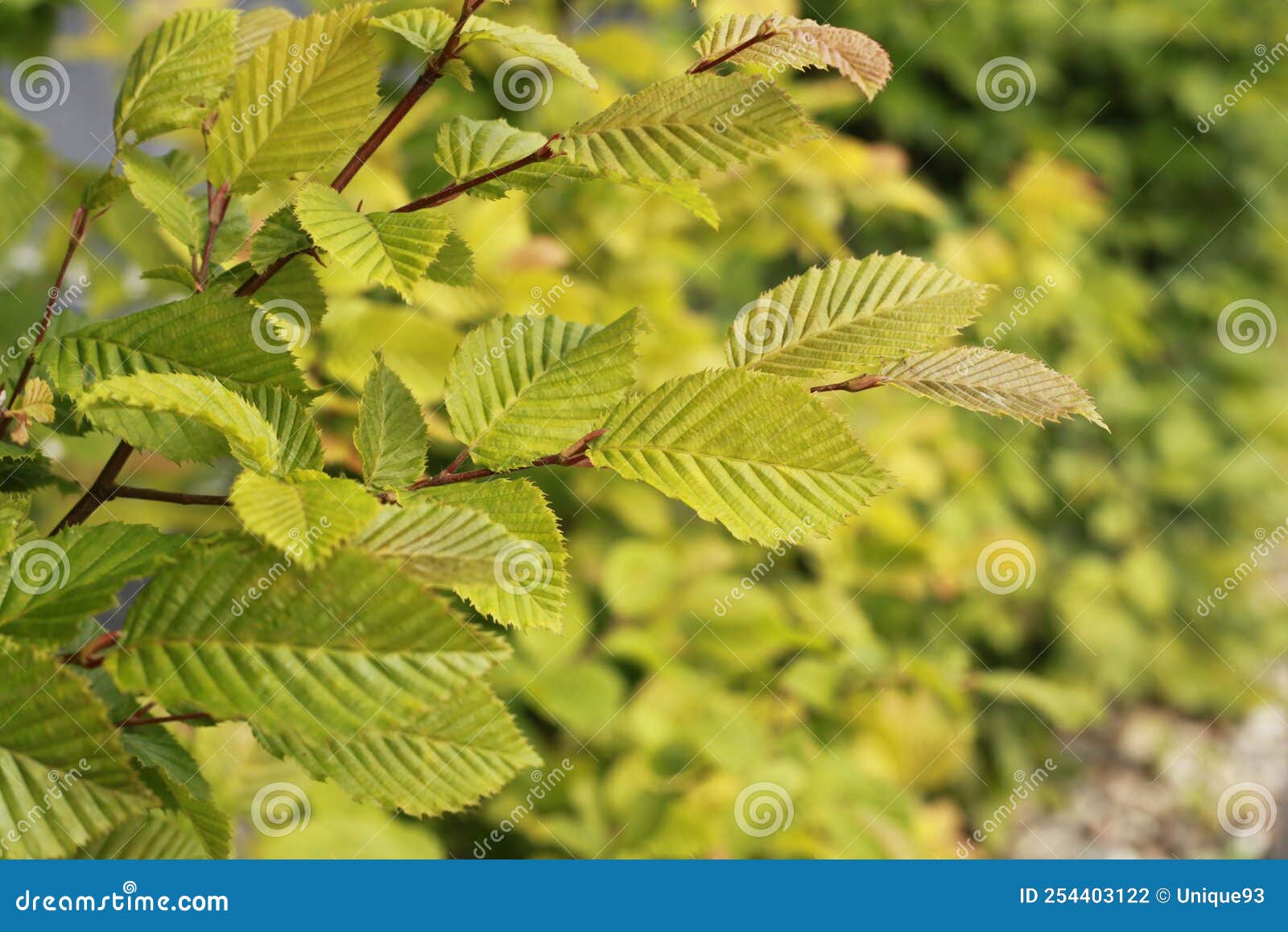 Foliage of a Carpinus Betulus Hedge Stock Photo - Image of hornbeam ...