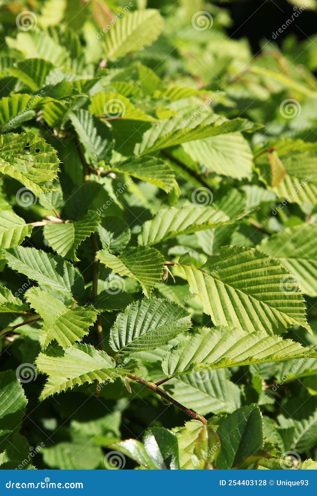 Foliage of a Carpinus Betulus Hedge Stock Photo - Image of plant ...