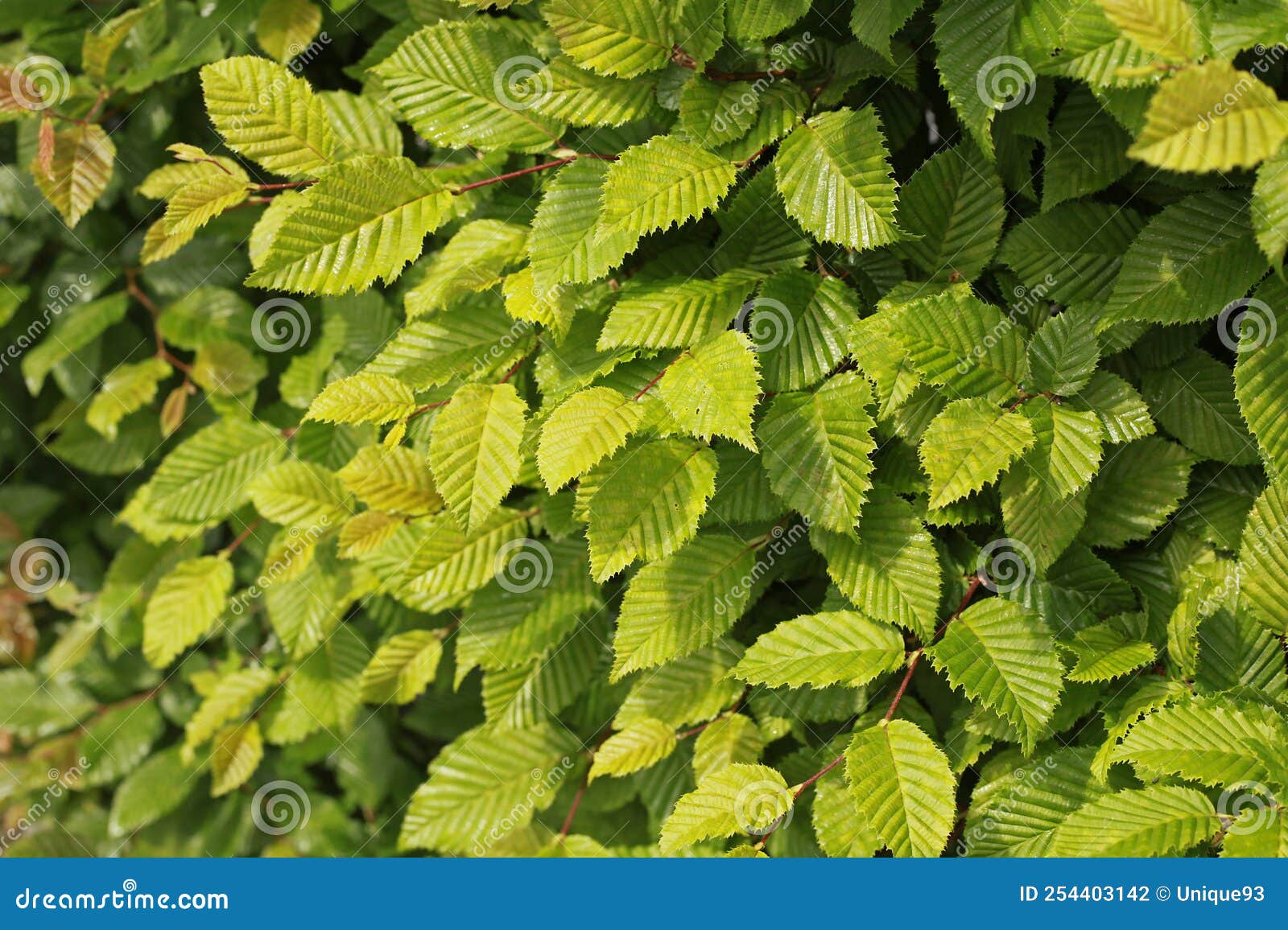 Foliage of a Carpinus Betulus Hedge Stock Photo - Image of hedge ...