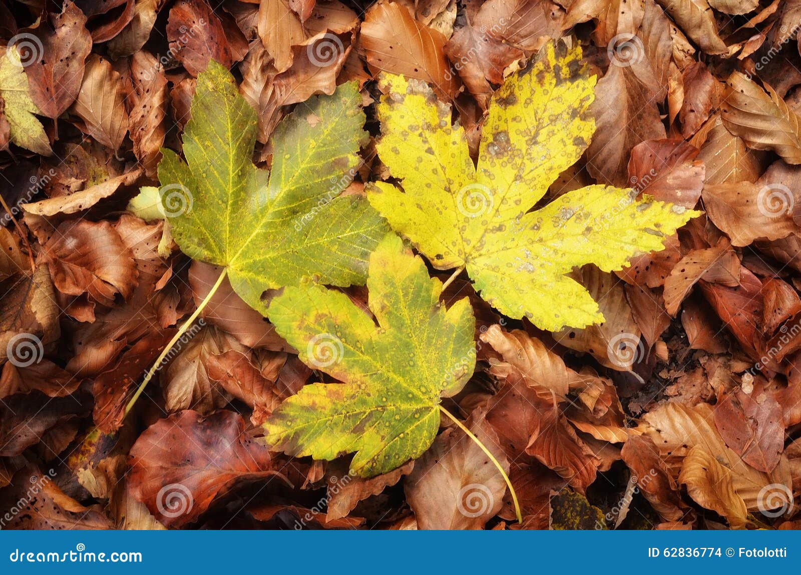 Foliage stock photo. Image of wild, orange, scenic, season - 62836774