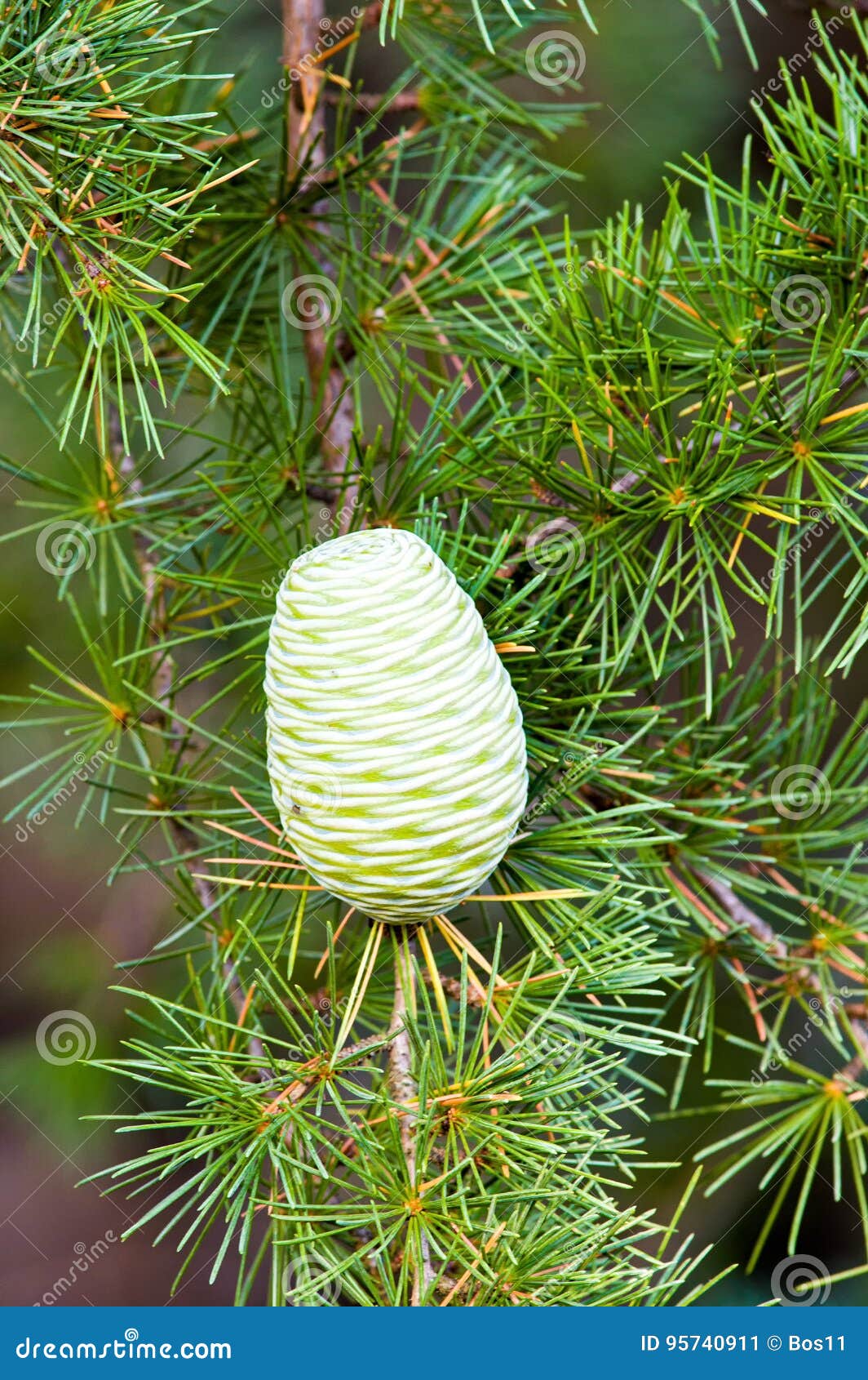 Foliage and Cone of Himalayan Cedar Stock Image - Image of deodara ...