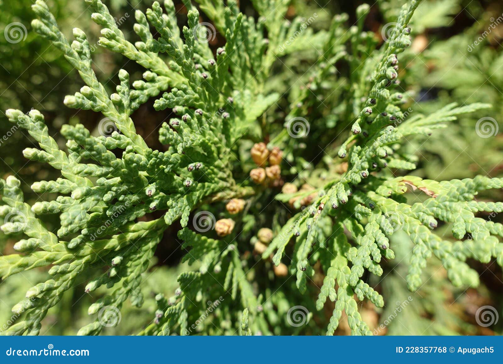 Foliage and Cones of Thuja Occidentalis Stock Photo - Image of northern ...