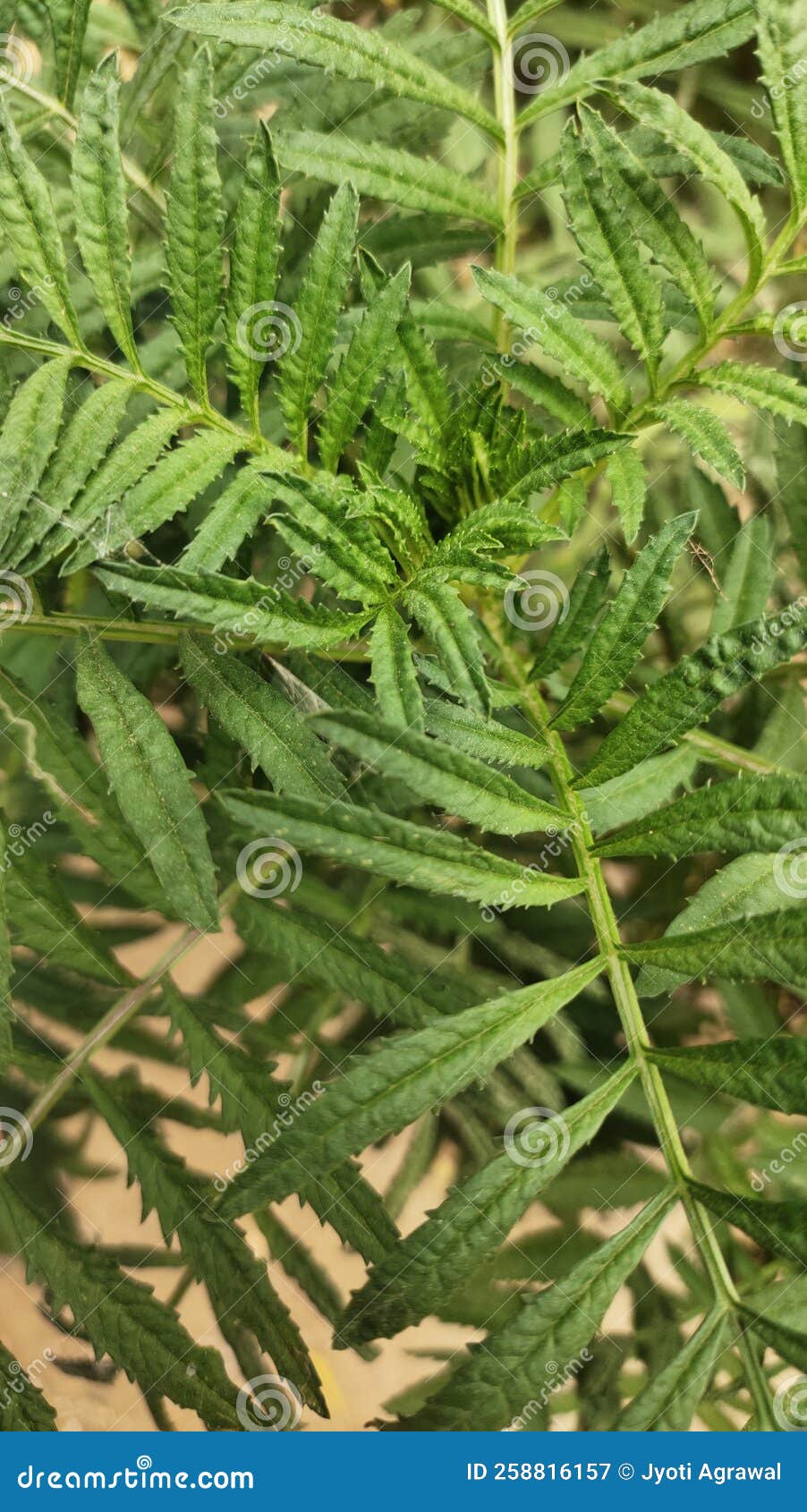 Leaves of Marigold Plant ðŸŒ² Stock Image - Image of fern, serrated ...