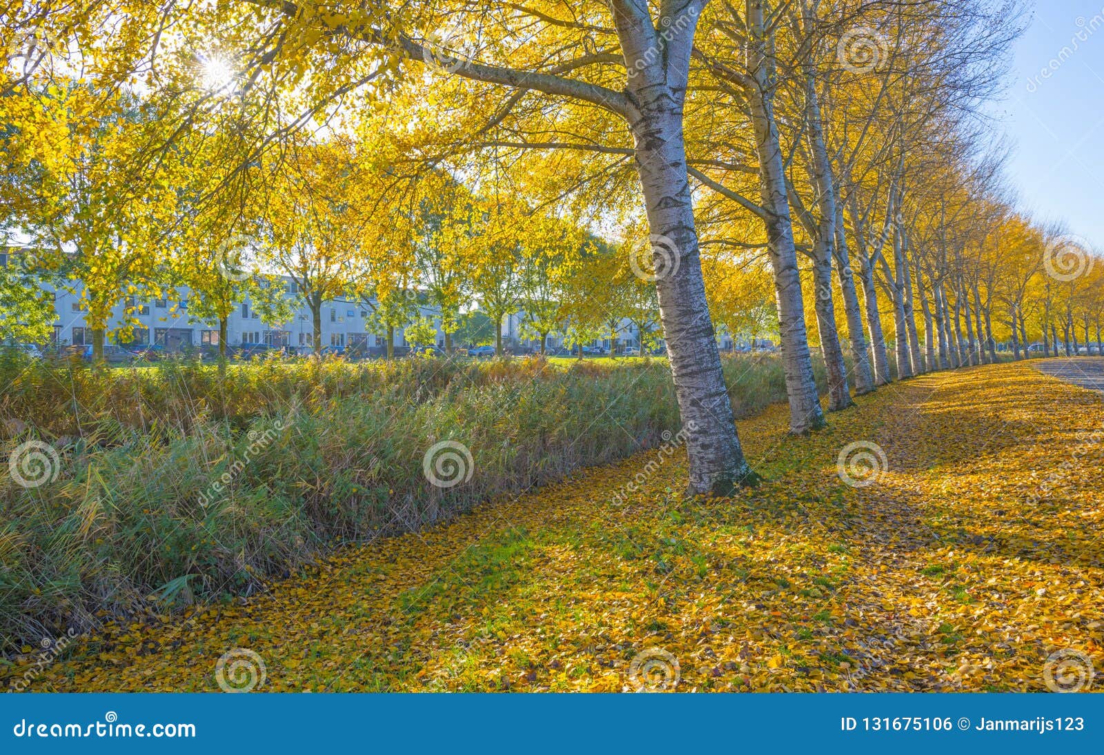 Foliage of Deciduous Trees in Fall Colors in Sunlight in Autumn Stock ...