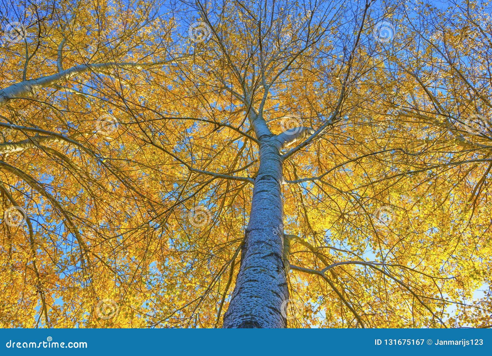 Foliage of Deciduous Trees in Fall Colors in Sunlight in Autumn Stock ...
