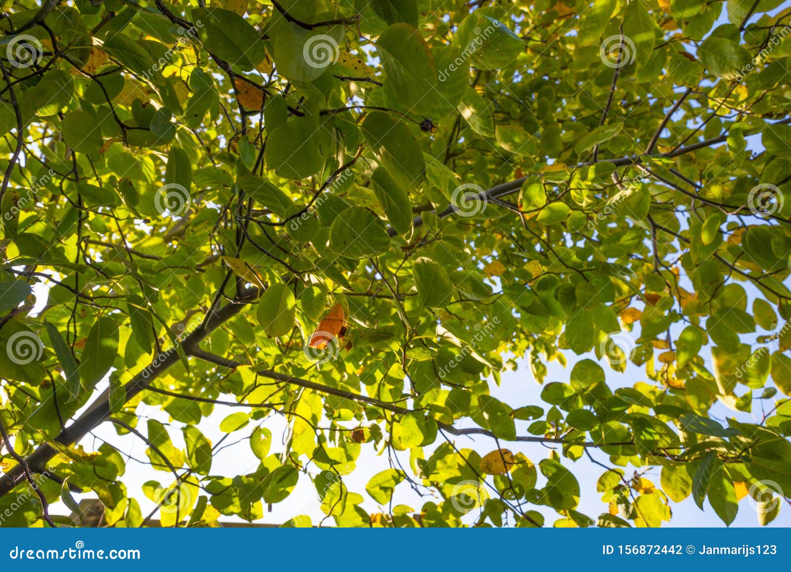 Foliage of Deciduous Trees in a Forest in Summer in Sunlight I Stock ...