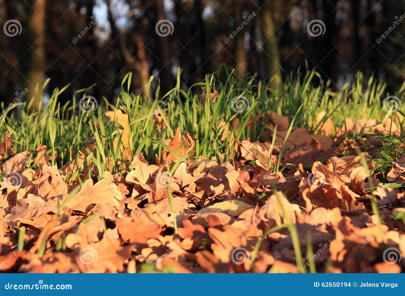 Foliage stock photo. Image of decoration, green, beauty - 62650194