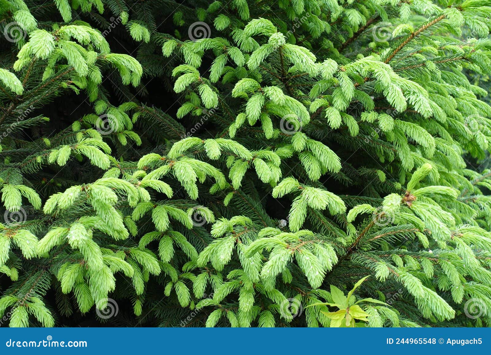 Foliage of European Spruce with New Growth Stock Photo - Image of picea ...