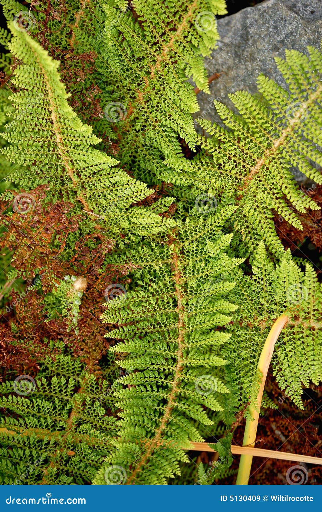Foliage evergreen fern stock image. Image of foliage, gardening - 5130409