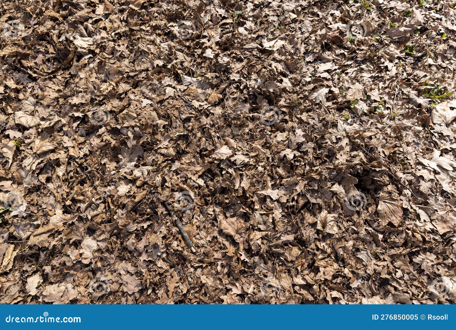 Foliage that Fell To the Ground during Leaf Fall Stock Image - Image of ...