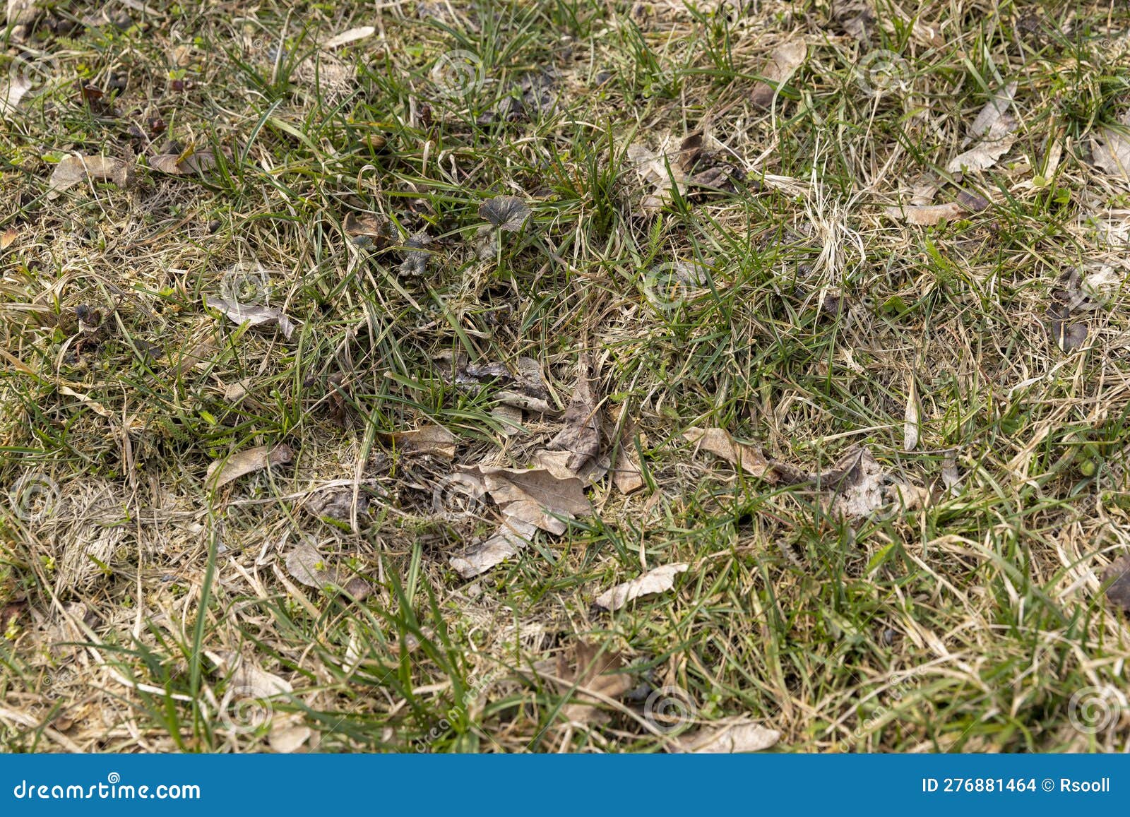 Foliage that Fell To the Ground during Leaf Fall Stock Photo - Image of ...