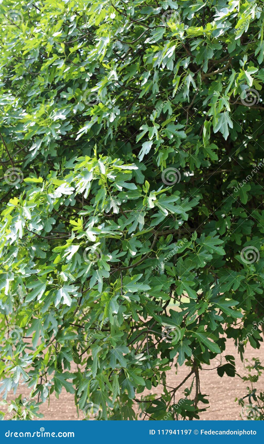 Foliage and Figs of a Large Fig Tree Stock Image - Image of tree, figs ...