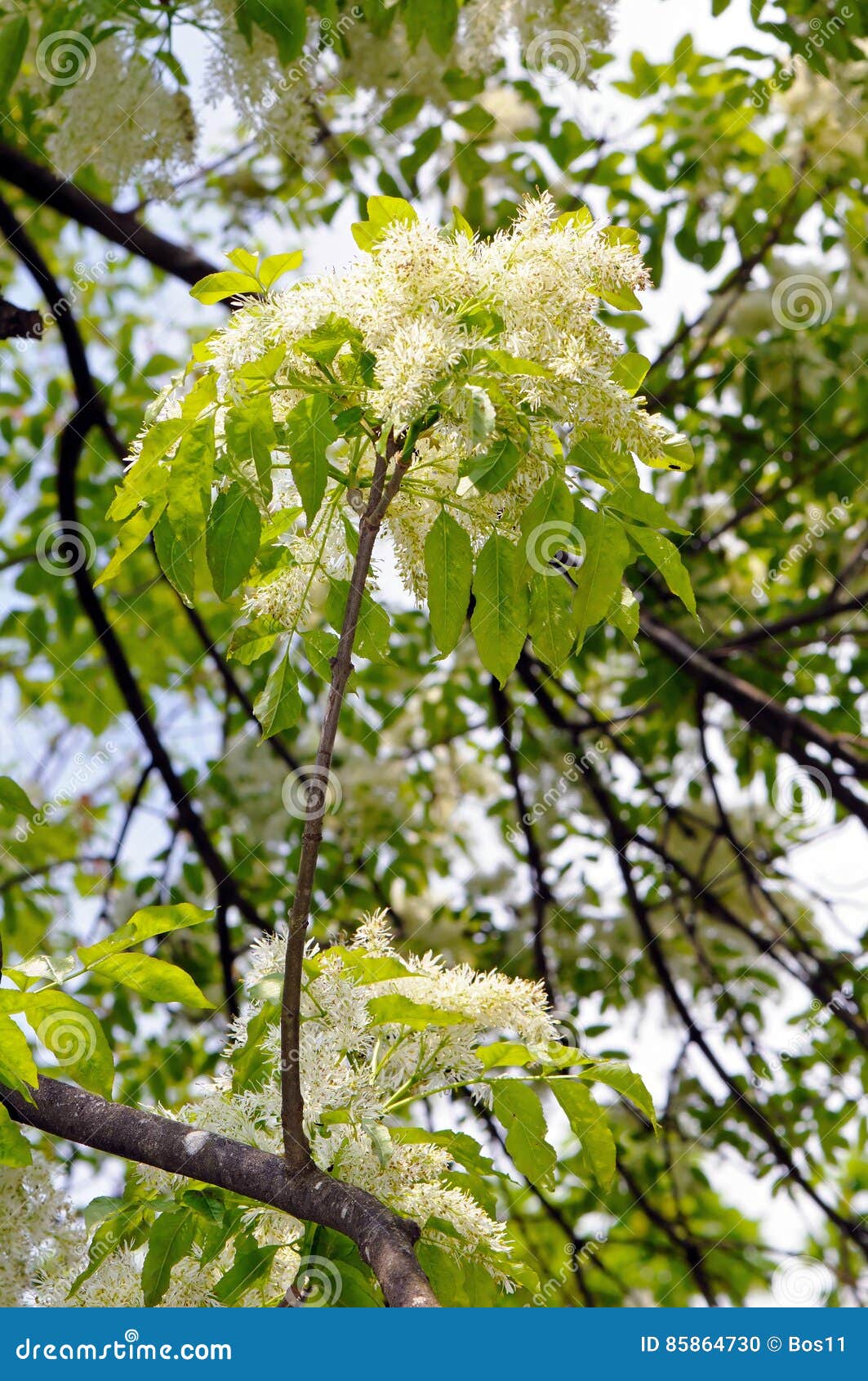 Foliage and Flowers of Common Ash Stock Photo - Image of garden ...