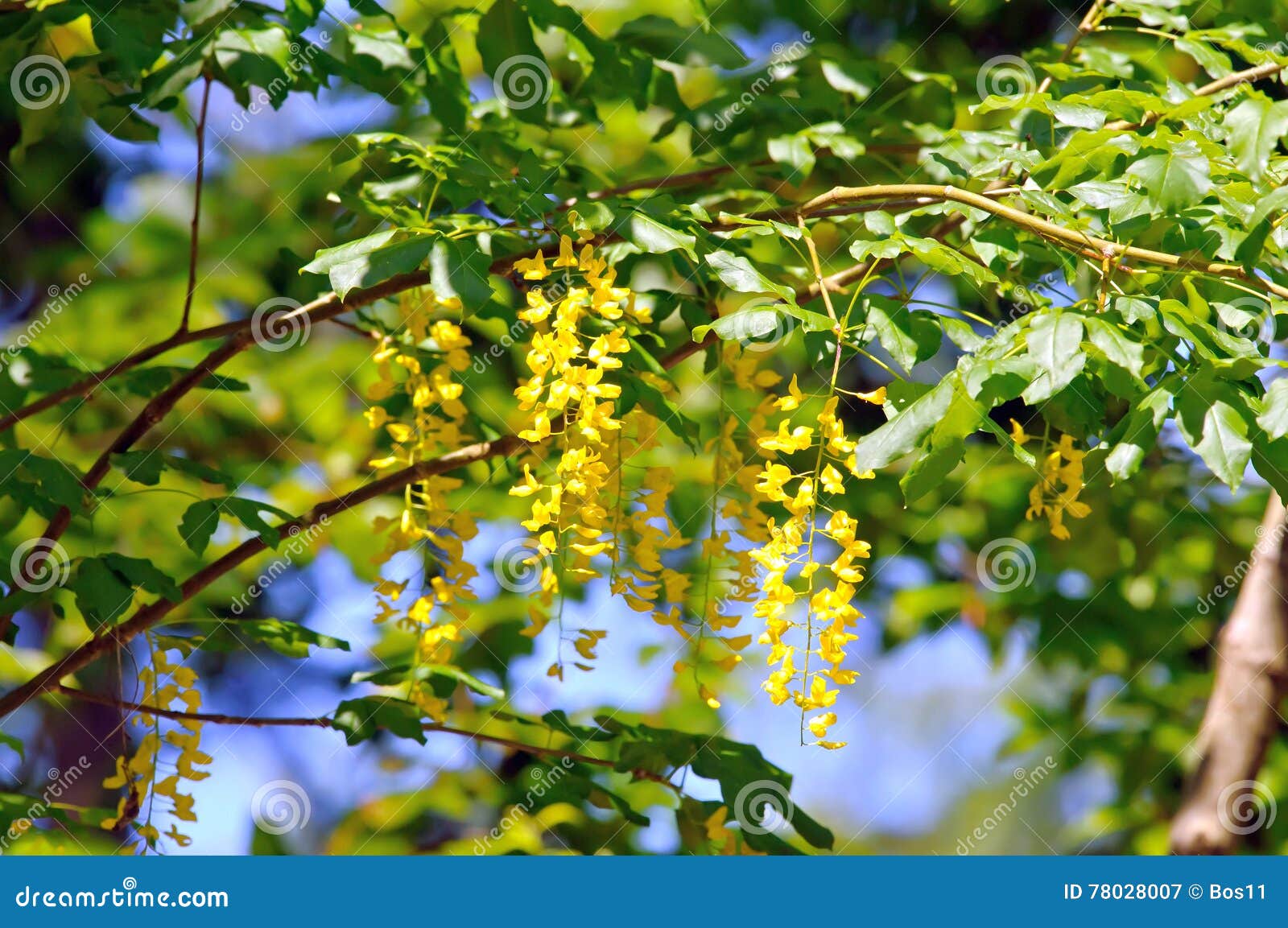 Foliage and Flowers of Common Laburnum Stock Image - Image of foliage ...