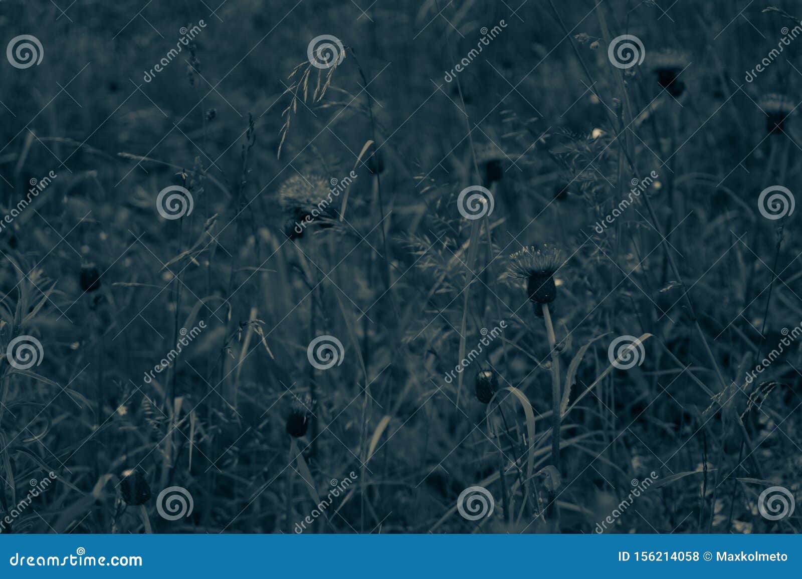 Foliage in the Forest Abstract Background. Grass and Flowers Texture ...