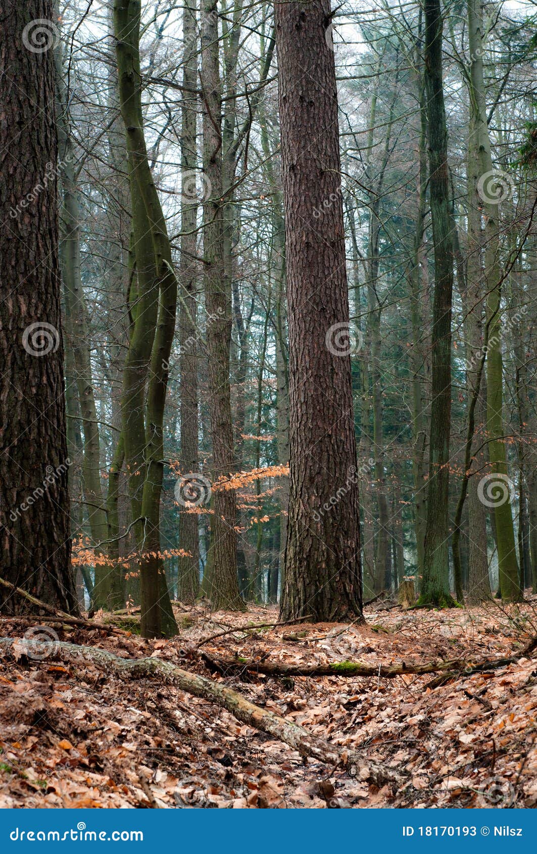 Foliage on forest ground stock image. Image of scenic - 18170193