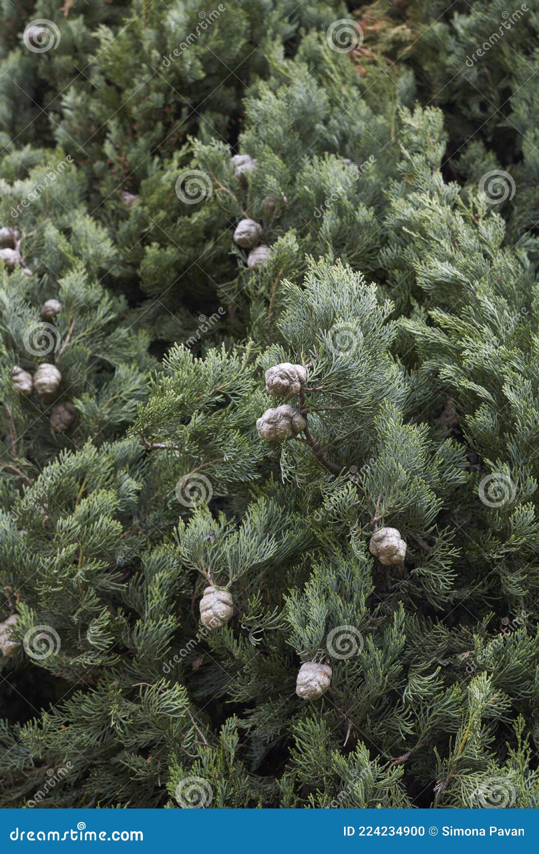 Cupressus Sempervirens Or Italian Cypress, Chinese Privet Tree ...