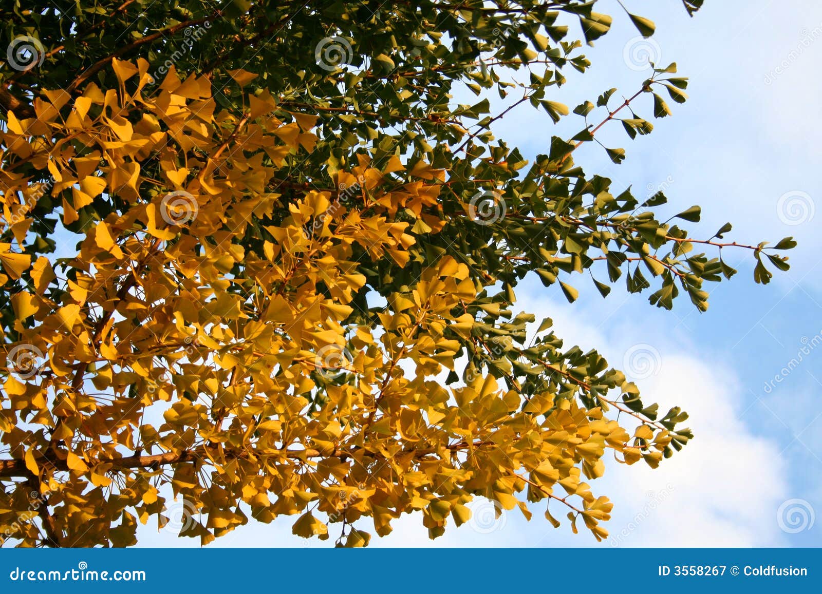 Foliage of gingko tree stock image. Image of nature, colors - 3558267