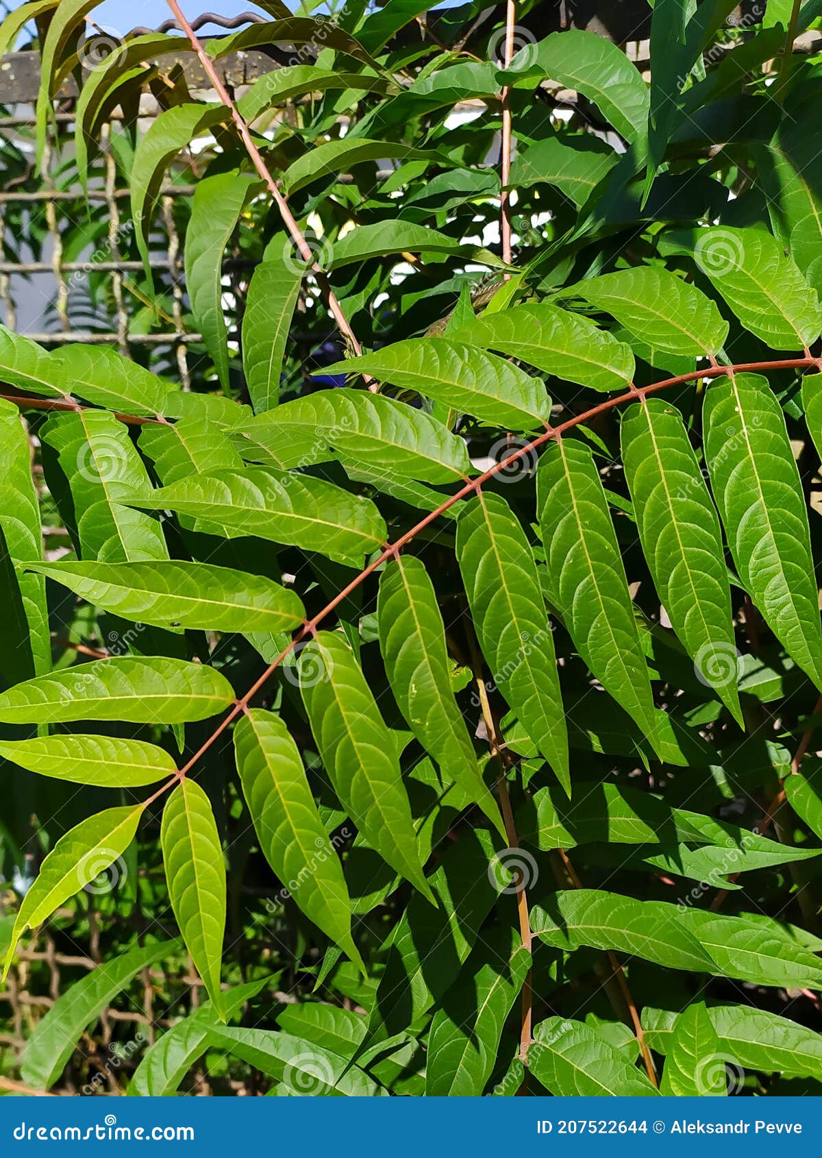 Foliage and Greenery with Branchy Leaves in the Center of the Frame ...