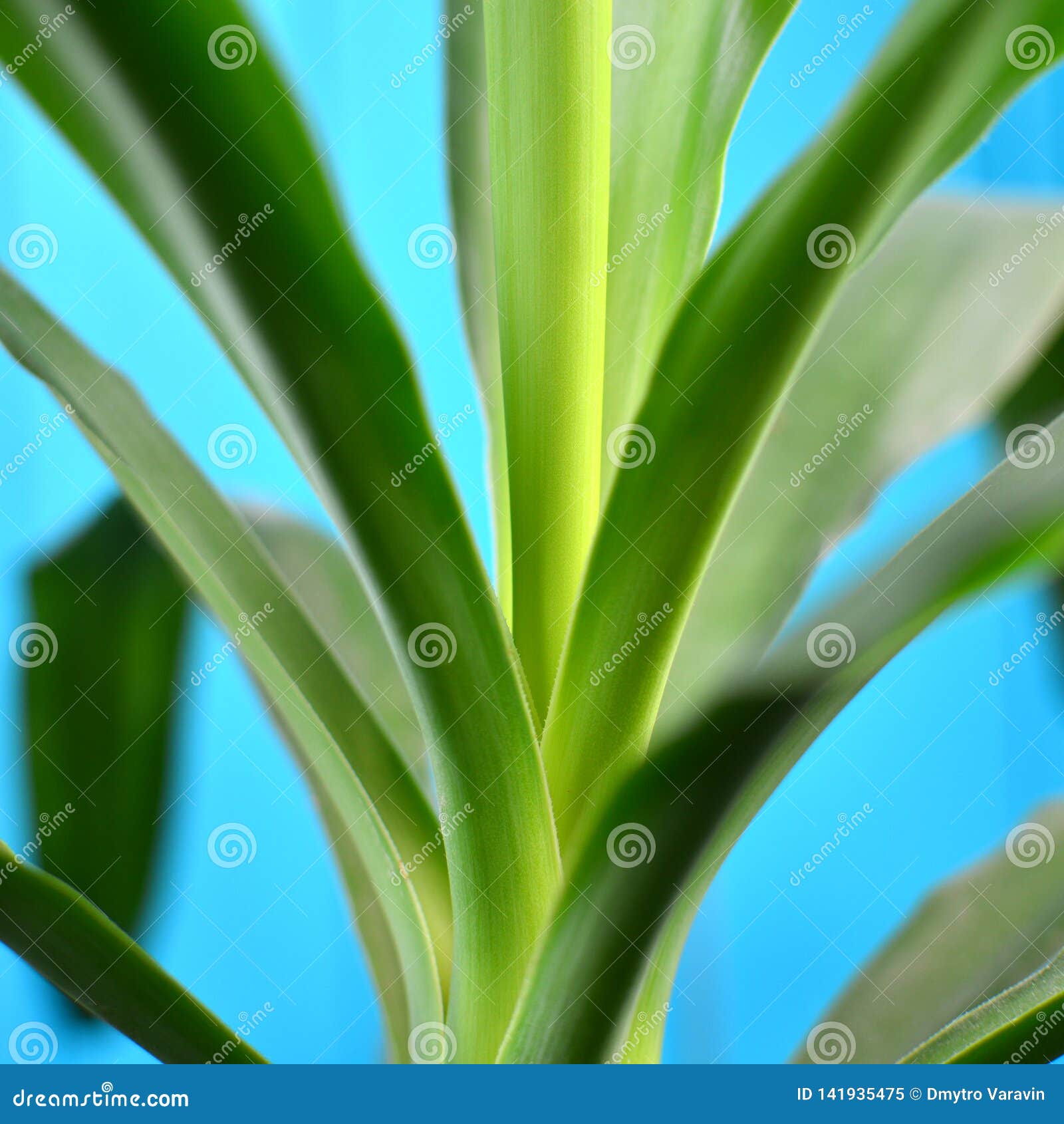 Foliage of Home Yukka Palm Tree, Square Orientation. Stock Image ...