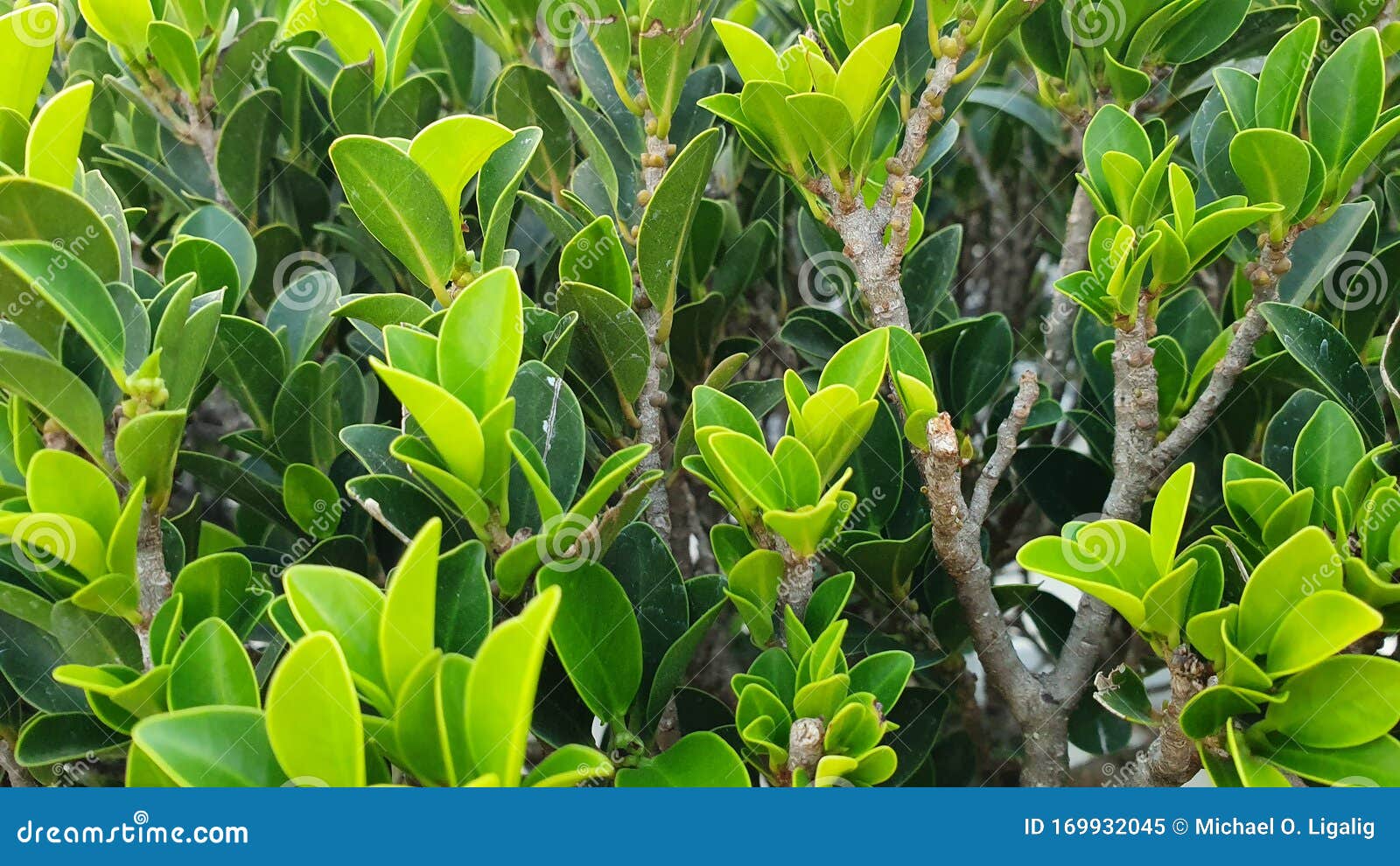 Foliage of Indian Tree Leaves Stock Image - Image of environment, tree ...