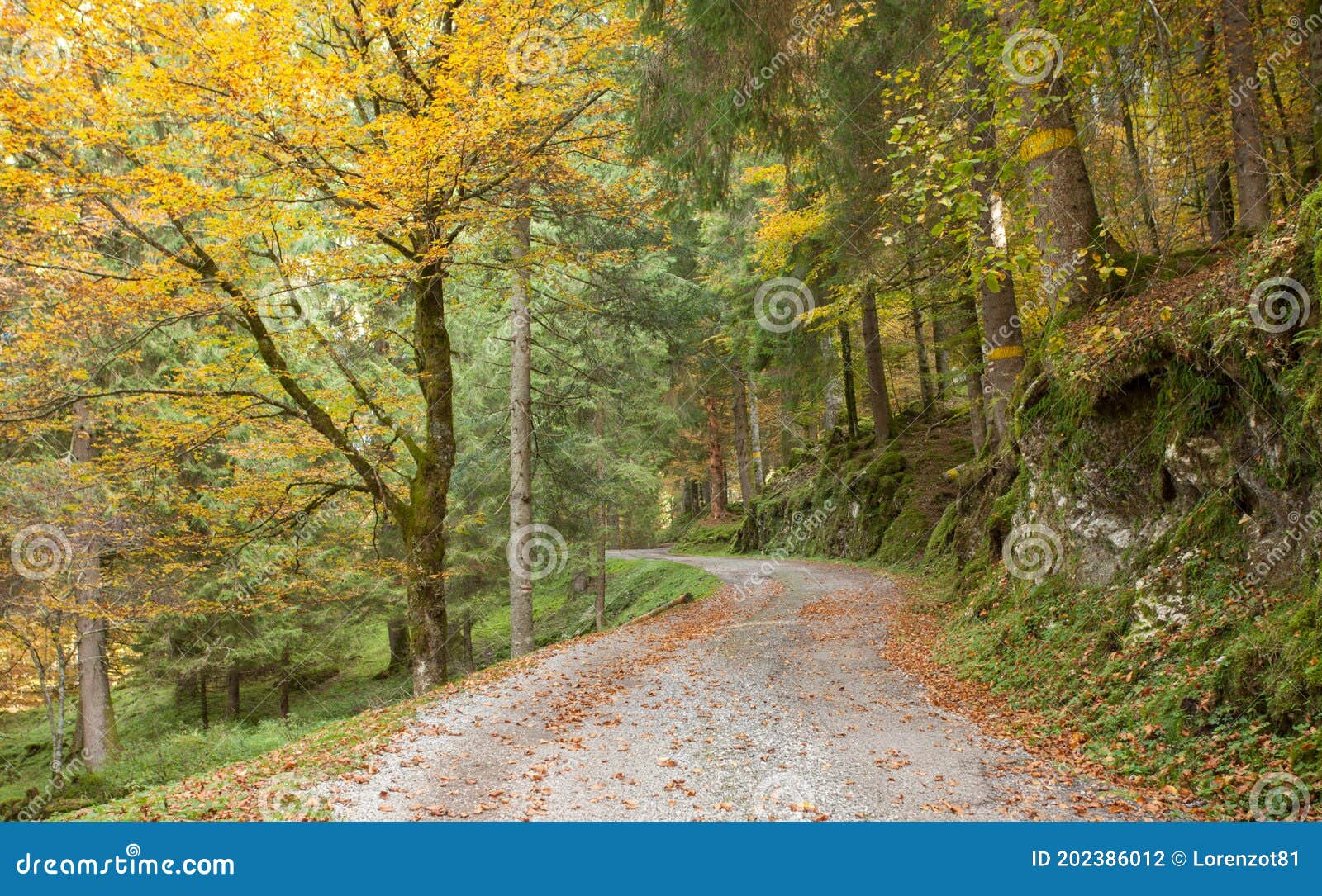 Foliage Inside an Italian Forest at Fall Stock Photo - Image of ...
