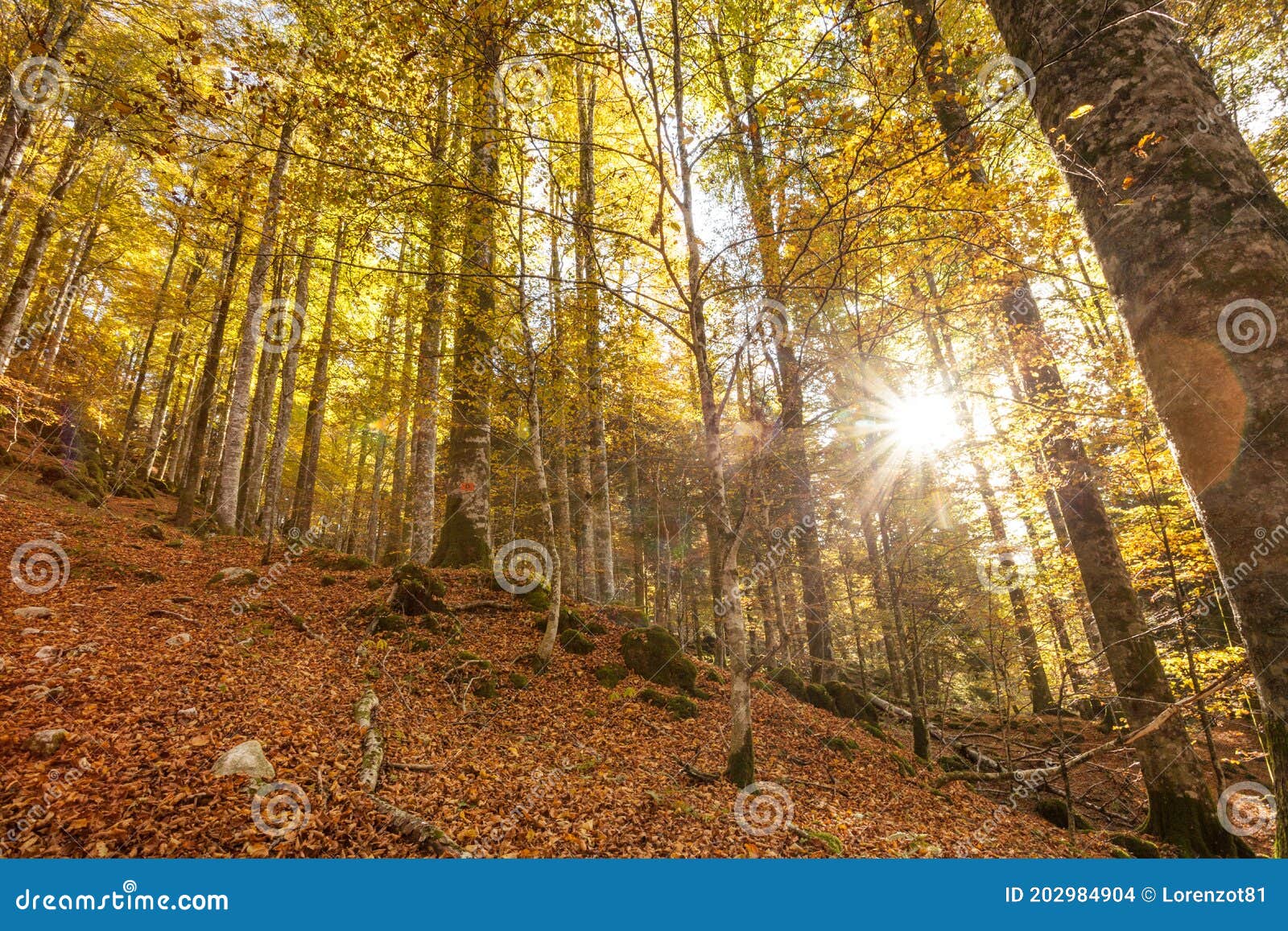 Foliage Inside an Italian Forest at Fall Stock Photo - Image of yellow ...