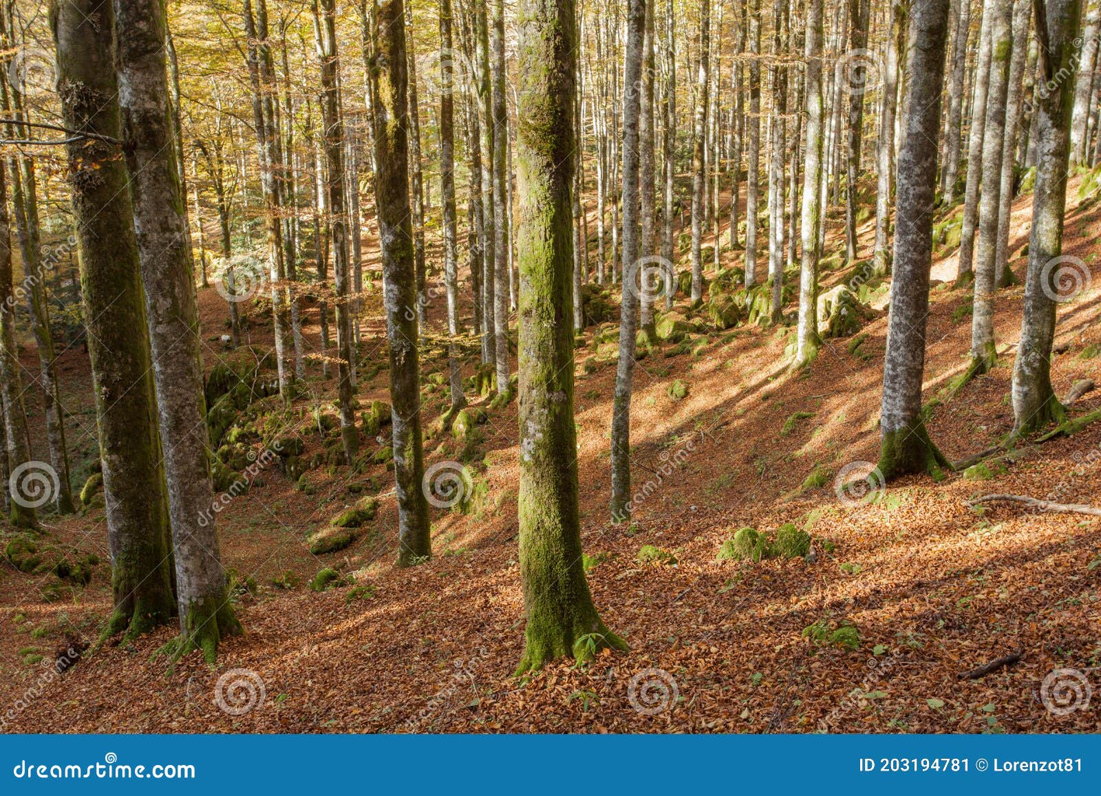 Foliage Inside an Italian Forest at Fall Stock Image - Image of valley ...